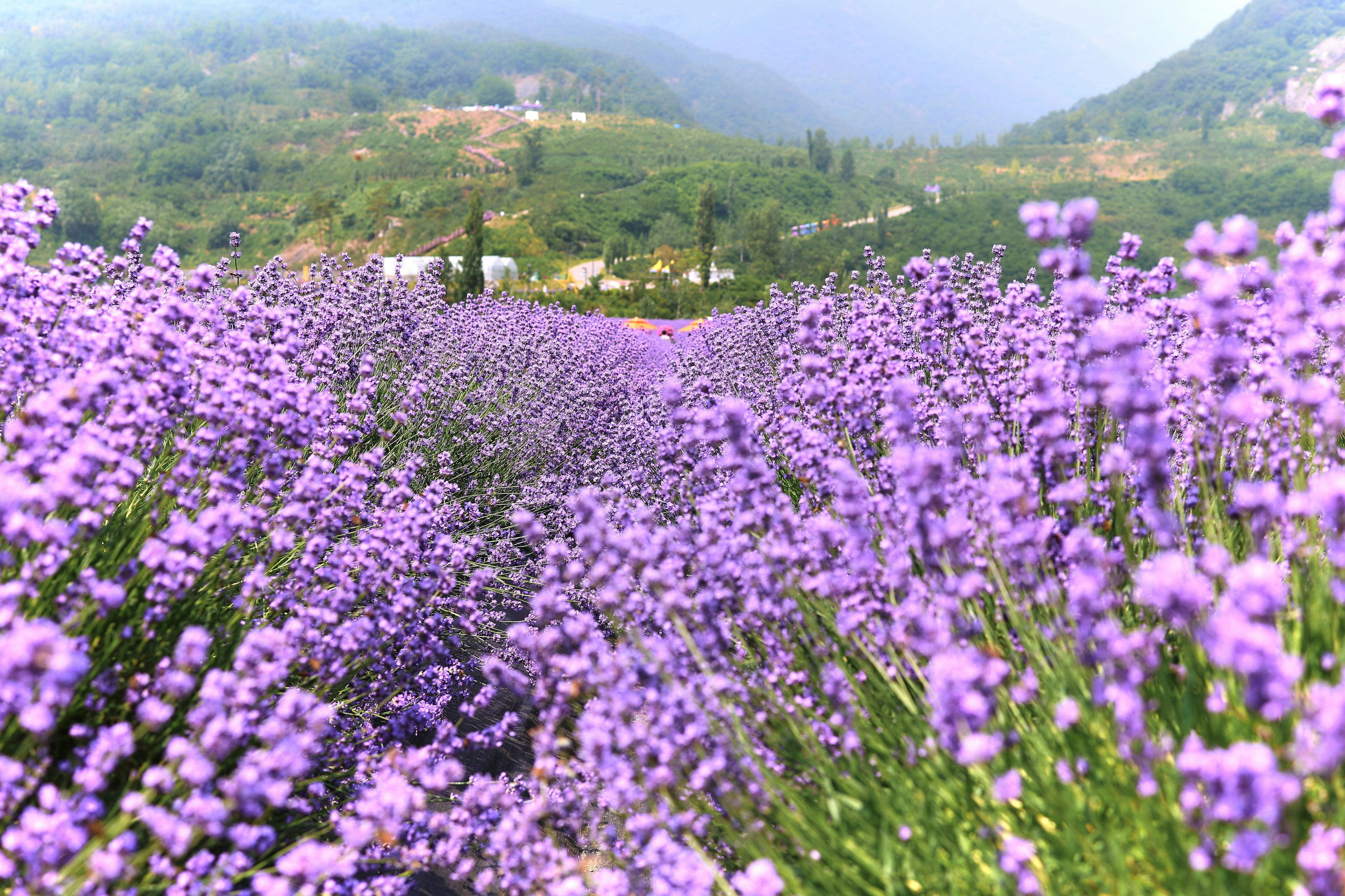 Lavender Seas Roll Toward a Quiet Valley Village