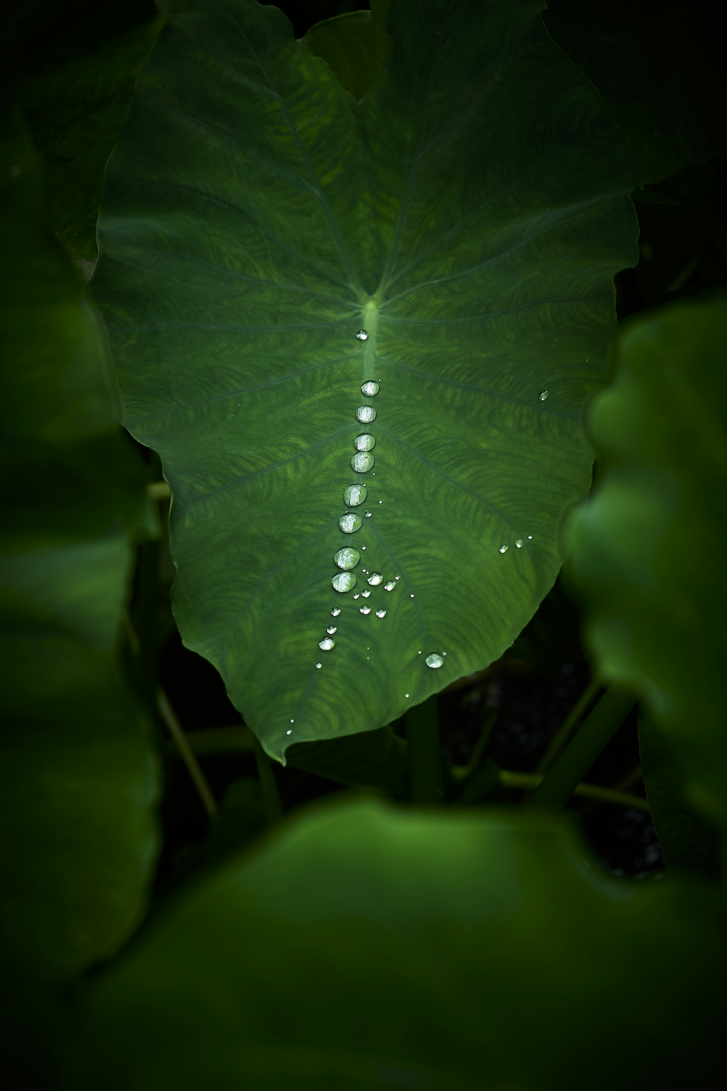 Nature's Beaded Canvas