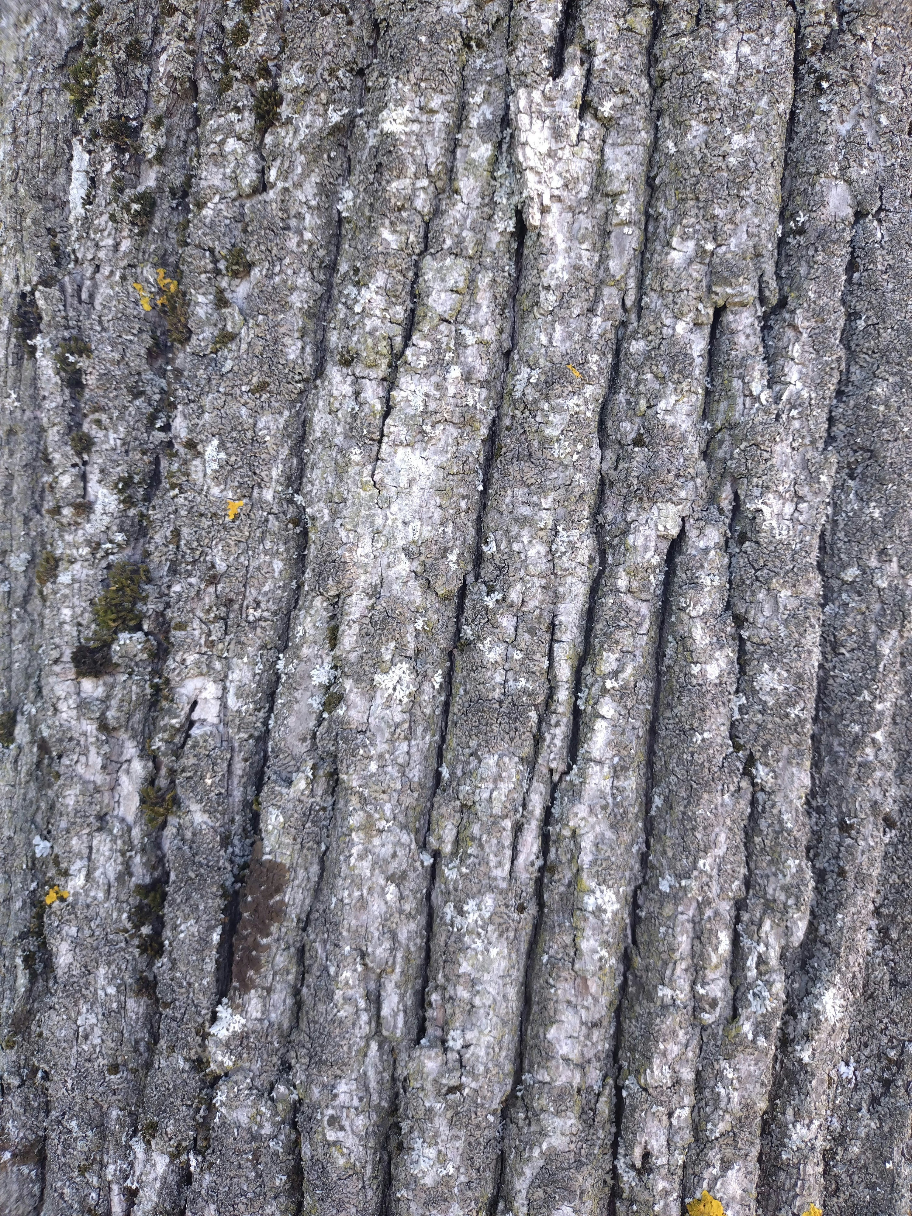 Close-up of a tree trunk showcasing intricate bark patterns and textures, highlighting the natural beauty of wood. 