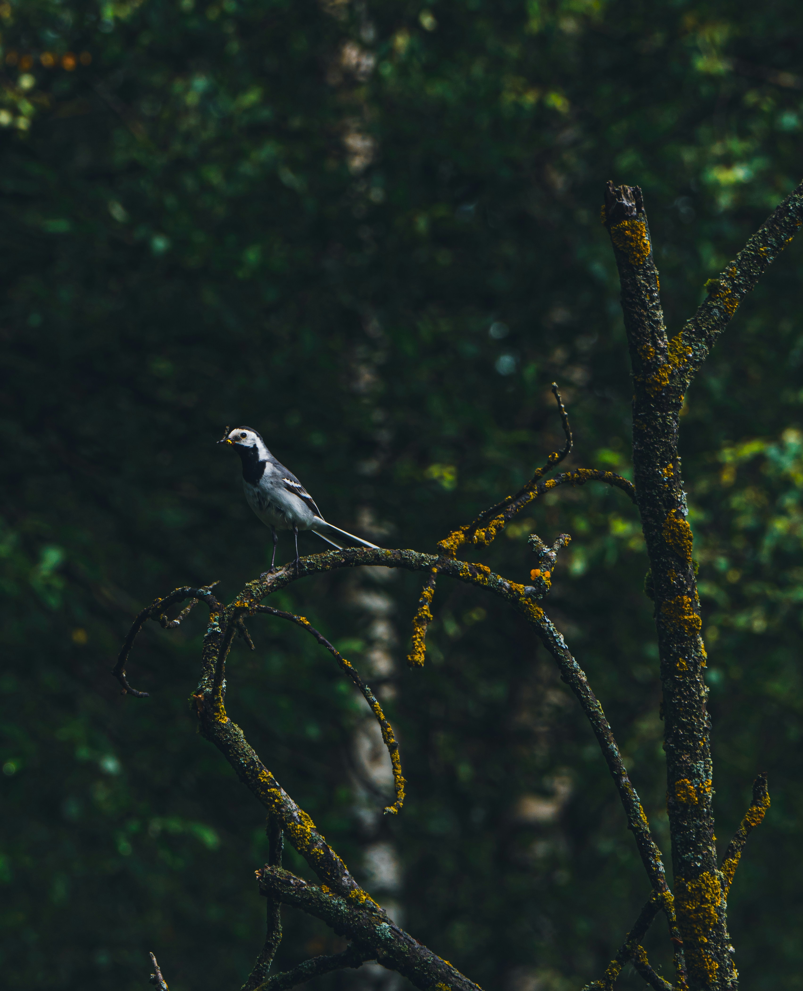 A small bird perched on a moss-covered branch amidst a blurred forest backdrop, highlighting the tranquility of nature.