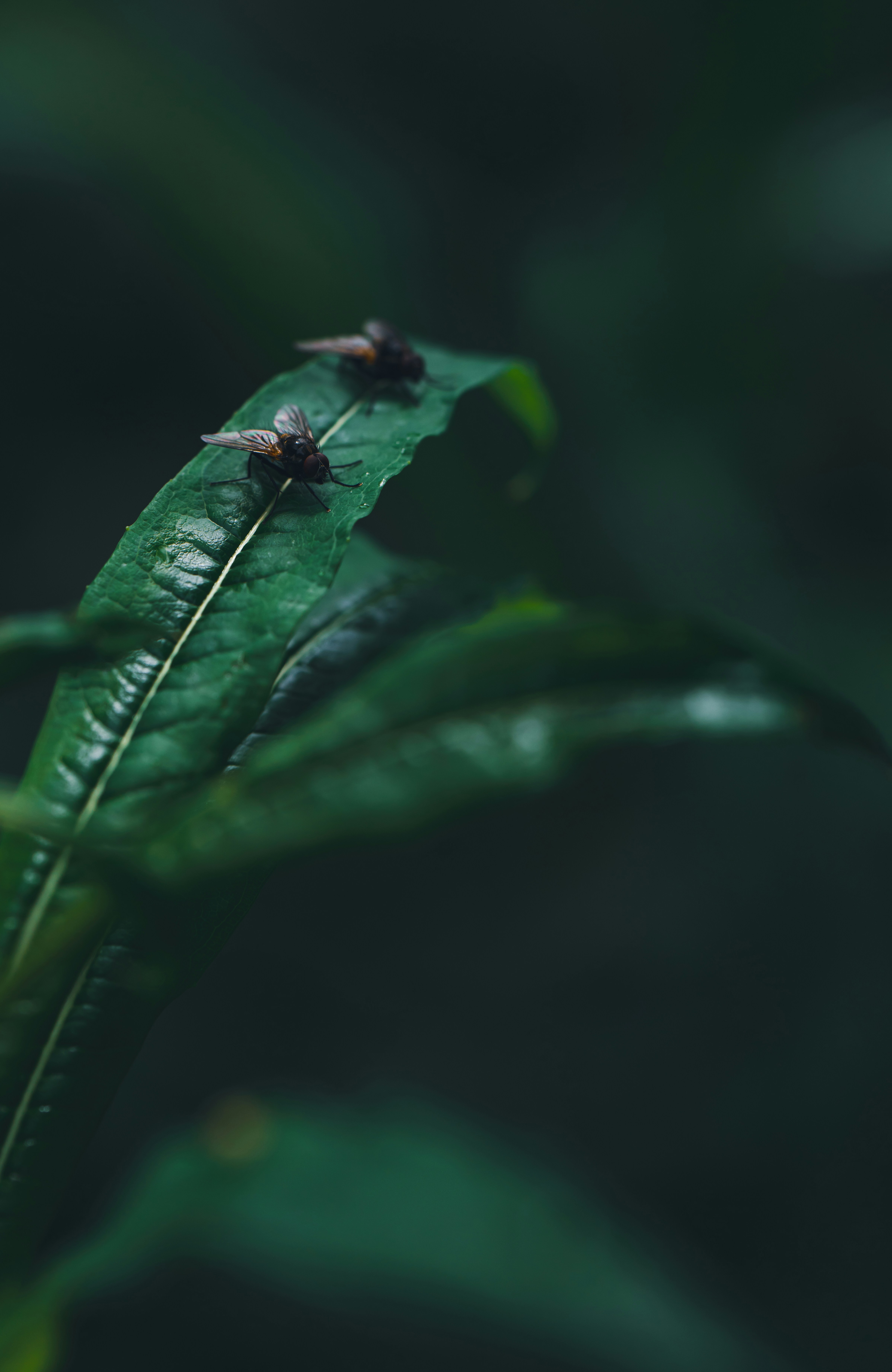 Flies rest on a bright green leaf.
