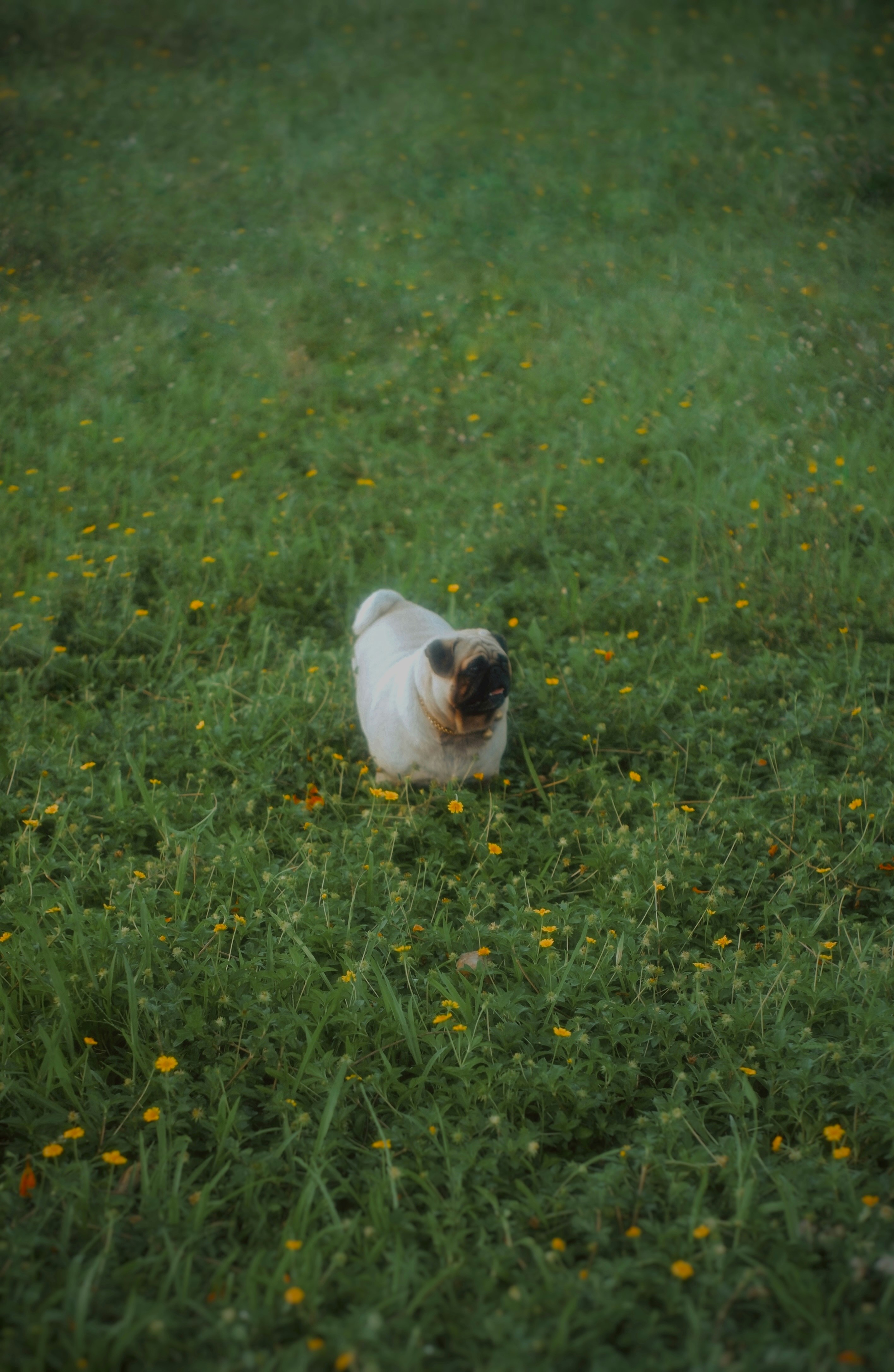 Whimsical Wanderer in a Field of Gold