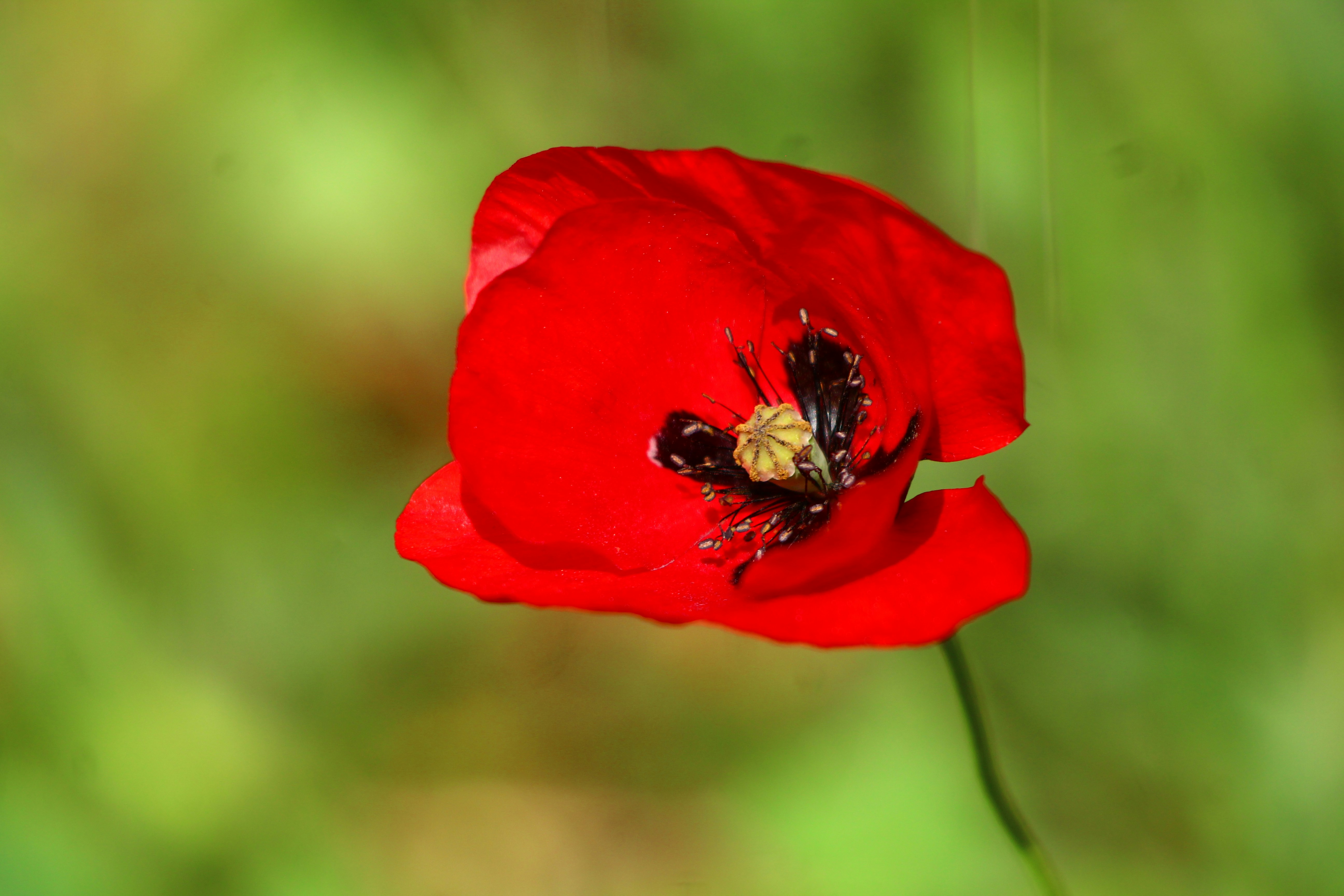 Crimson Poppy: A Single Flame in a Quiet Green Glade
