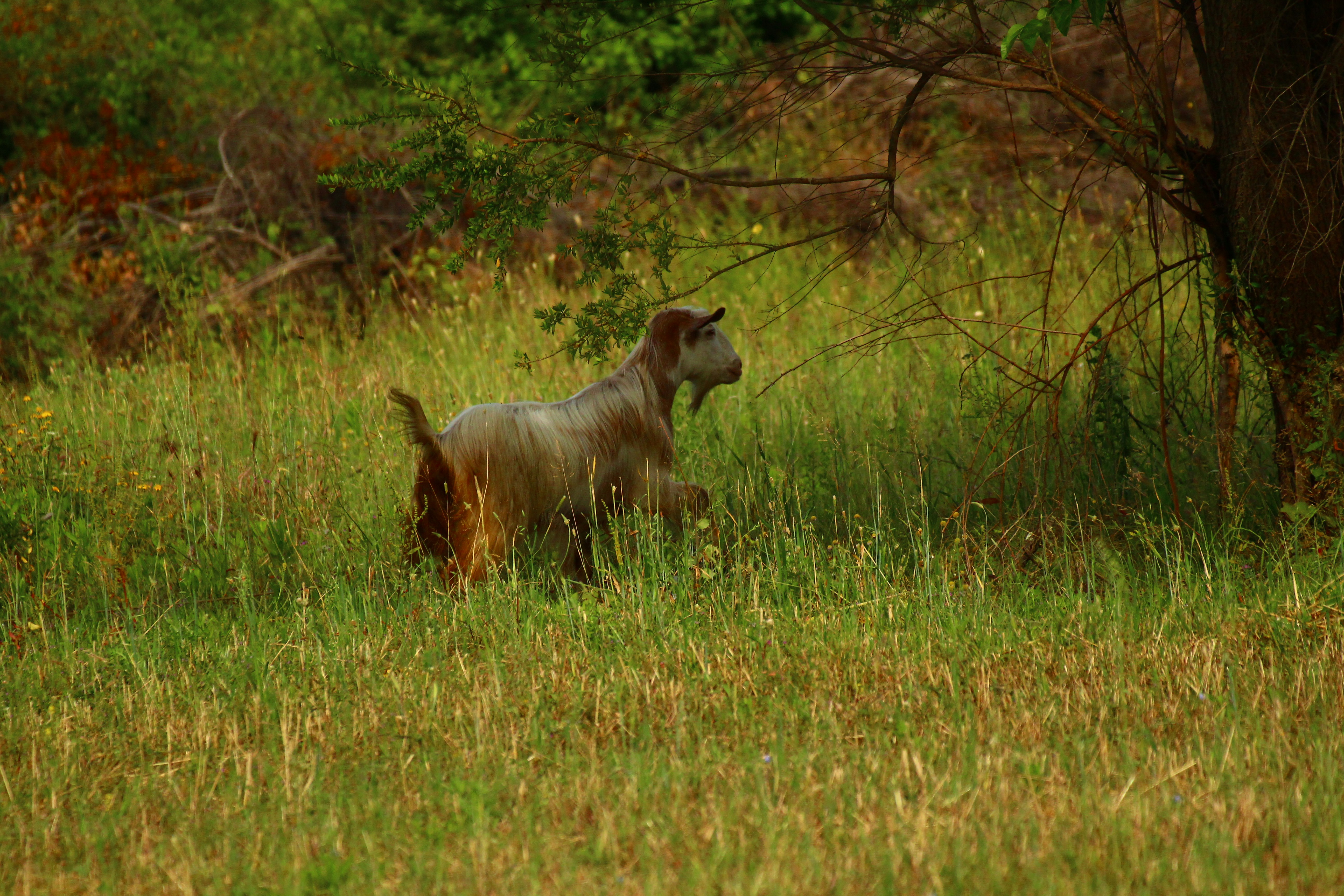 A goat is grazing in a field of tall grass.