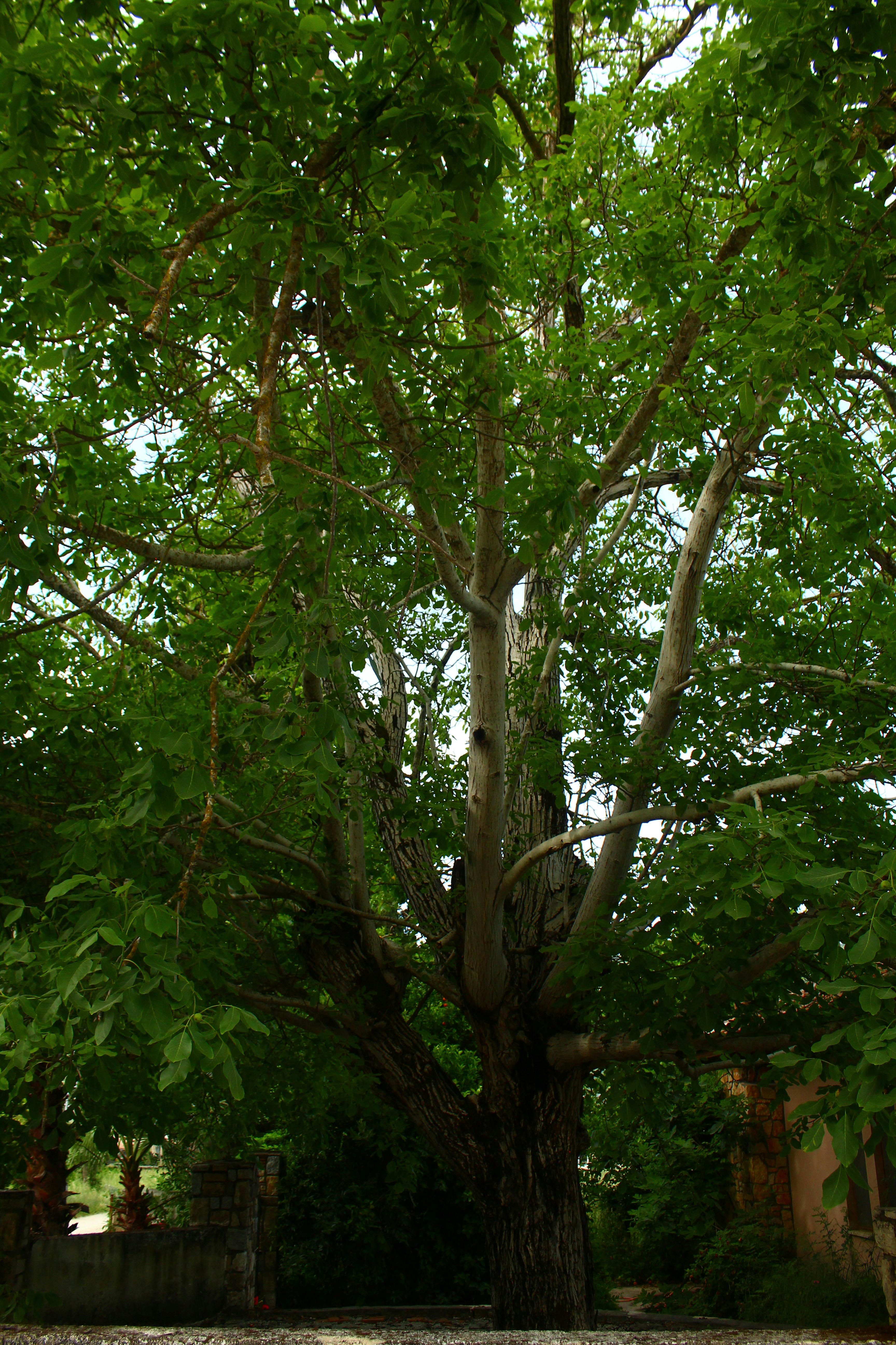 A majestic tree displays its lush green canopy. photo – Free Spring ...