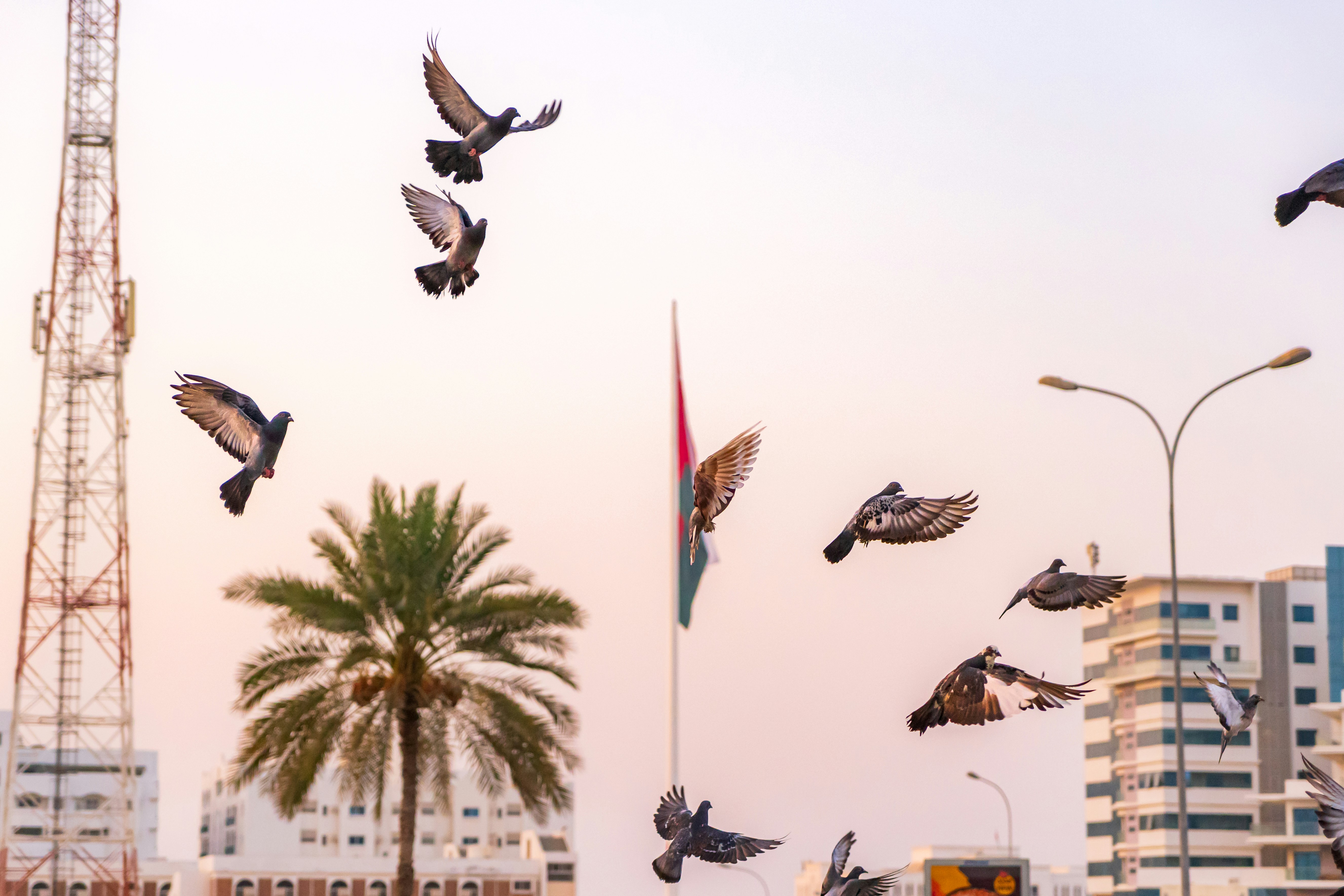 Pigeons in Dawn Flight Over City Center