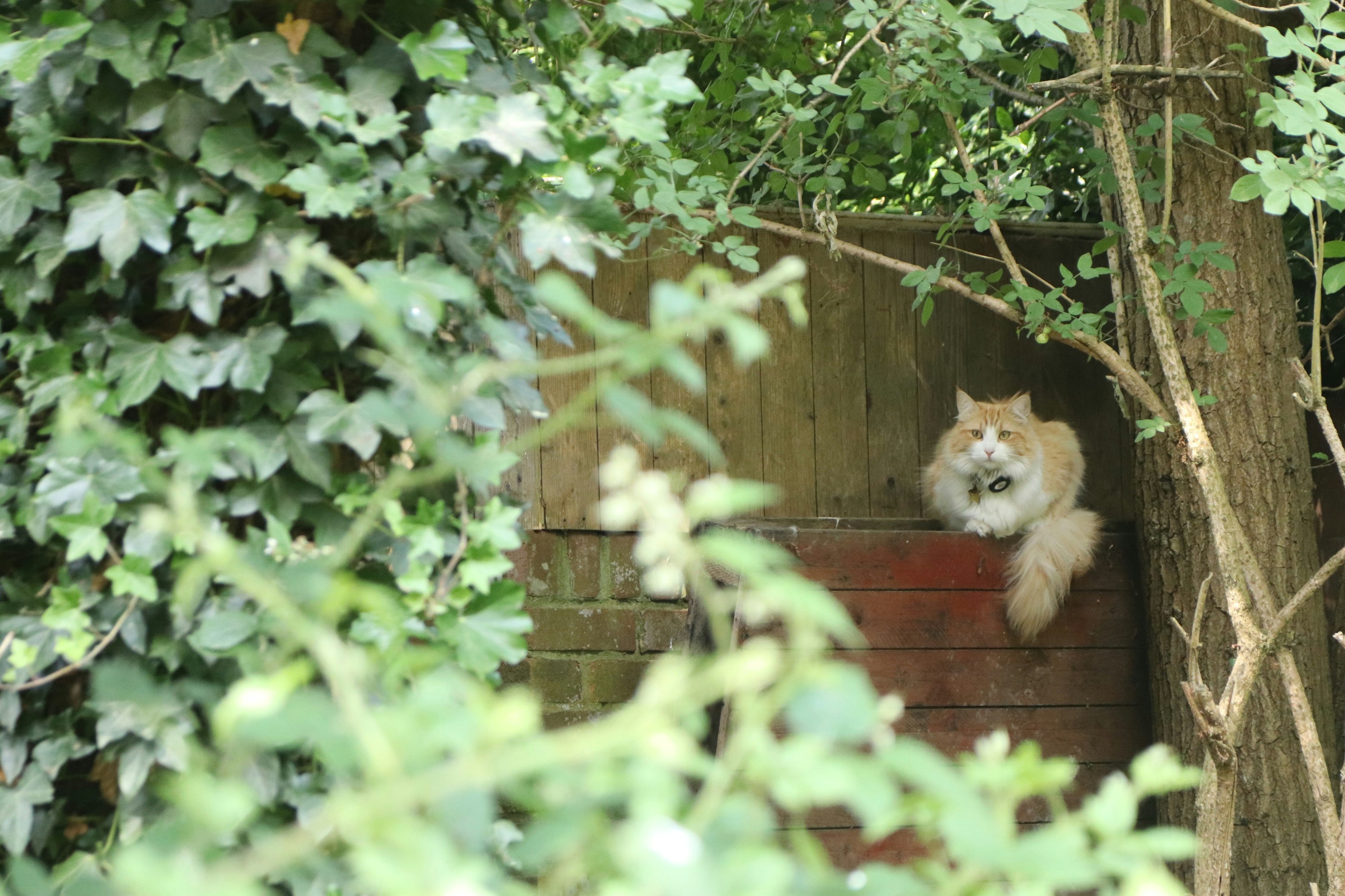 A fluffy orange cat lounges on a wooden ledge, partially obscured by lush green foliage, creating a serene moment in nature.