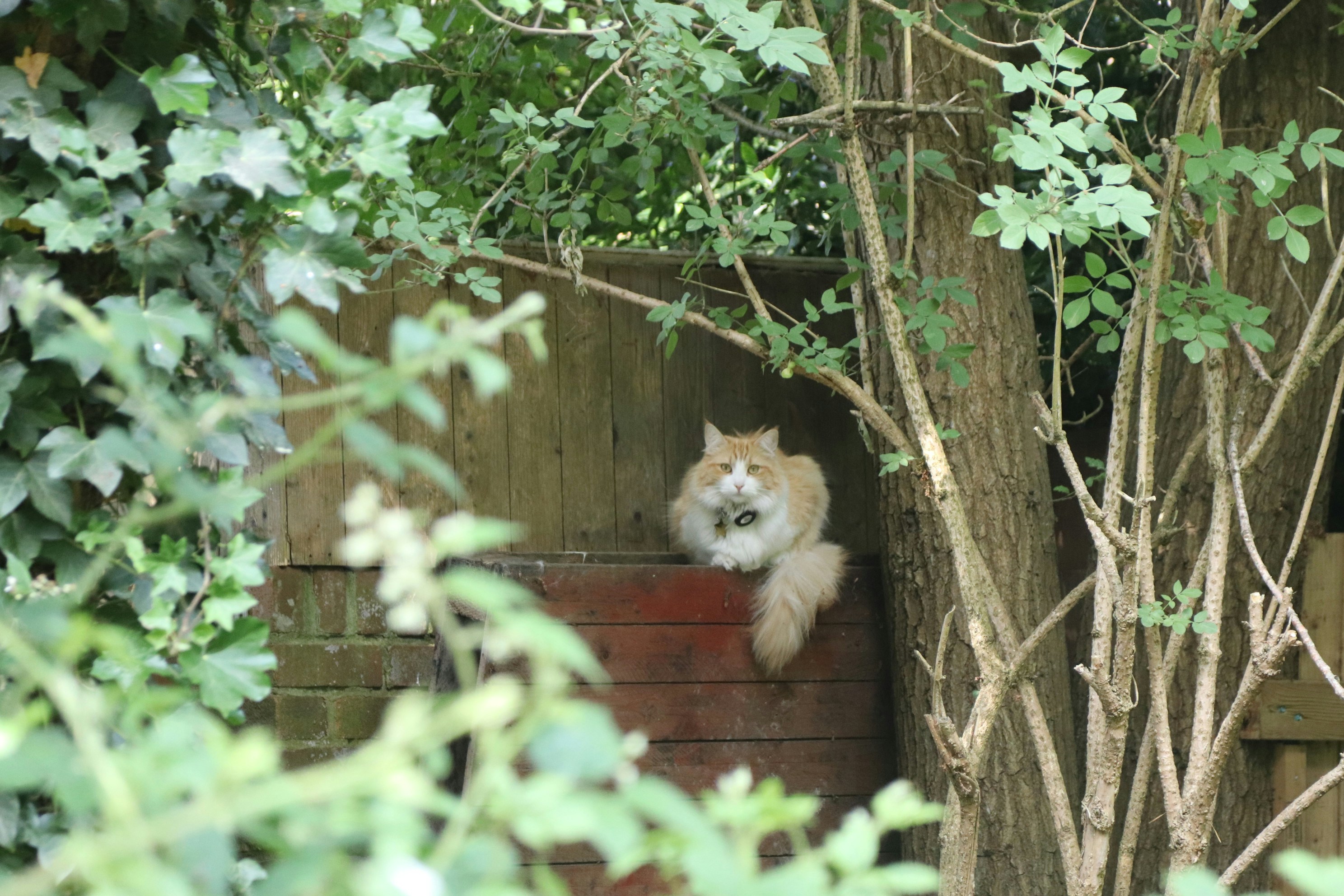 Whiskered Watcher in the Greenery