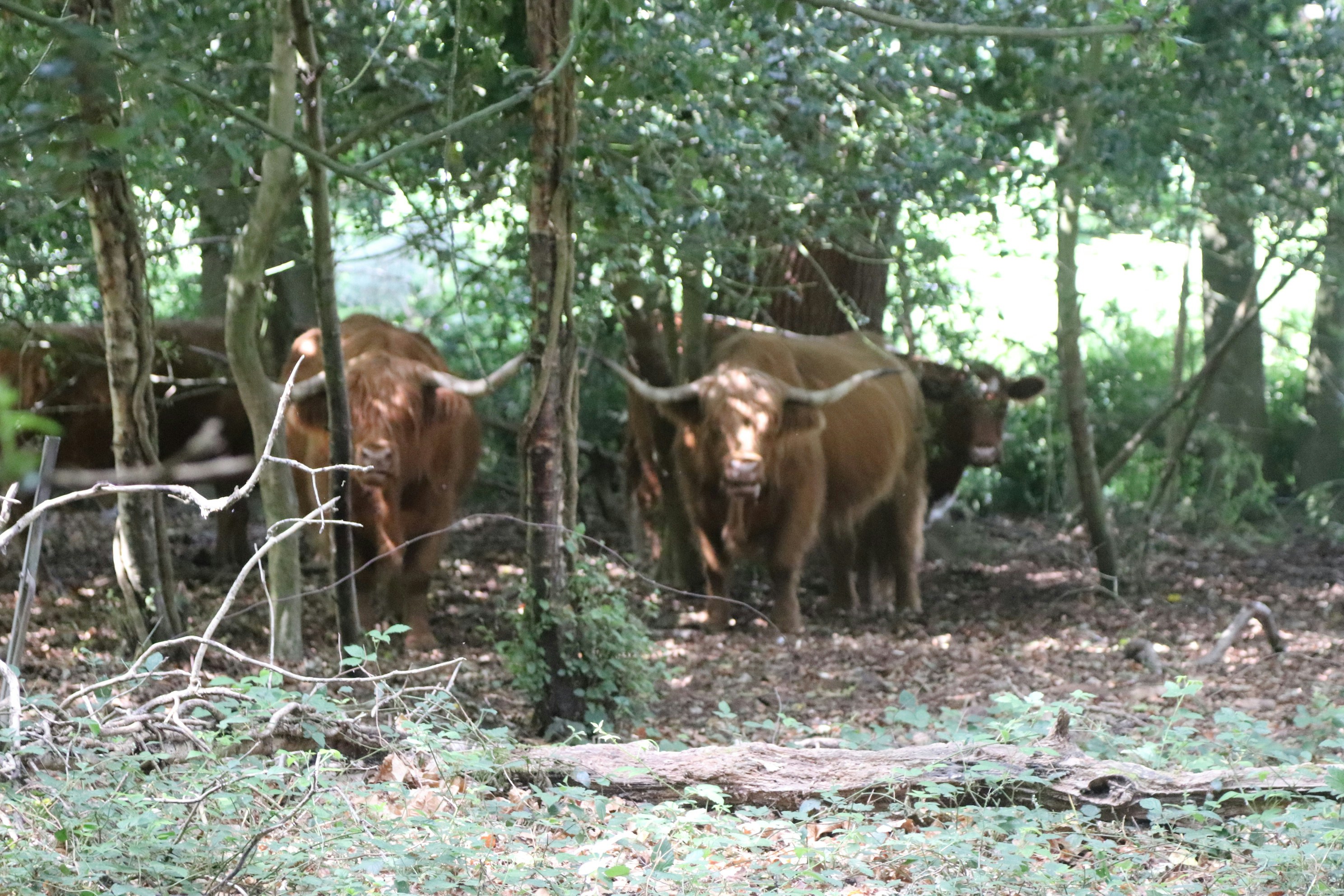 Photo by Tanya Barrow with Canon EOS 77D