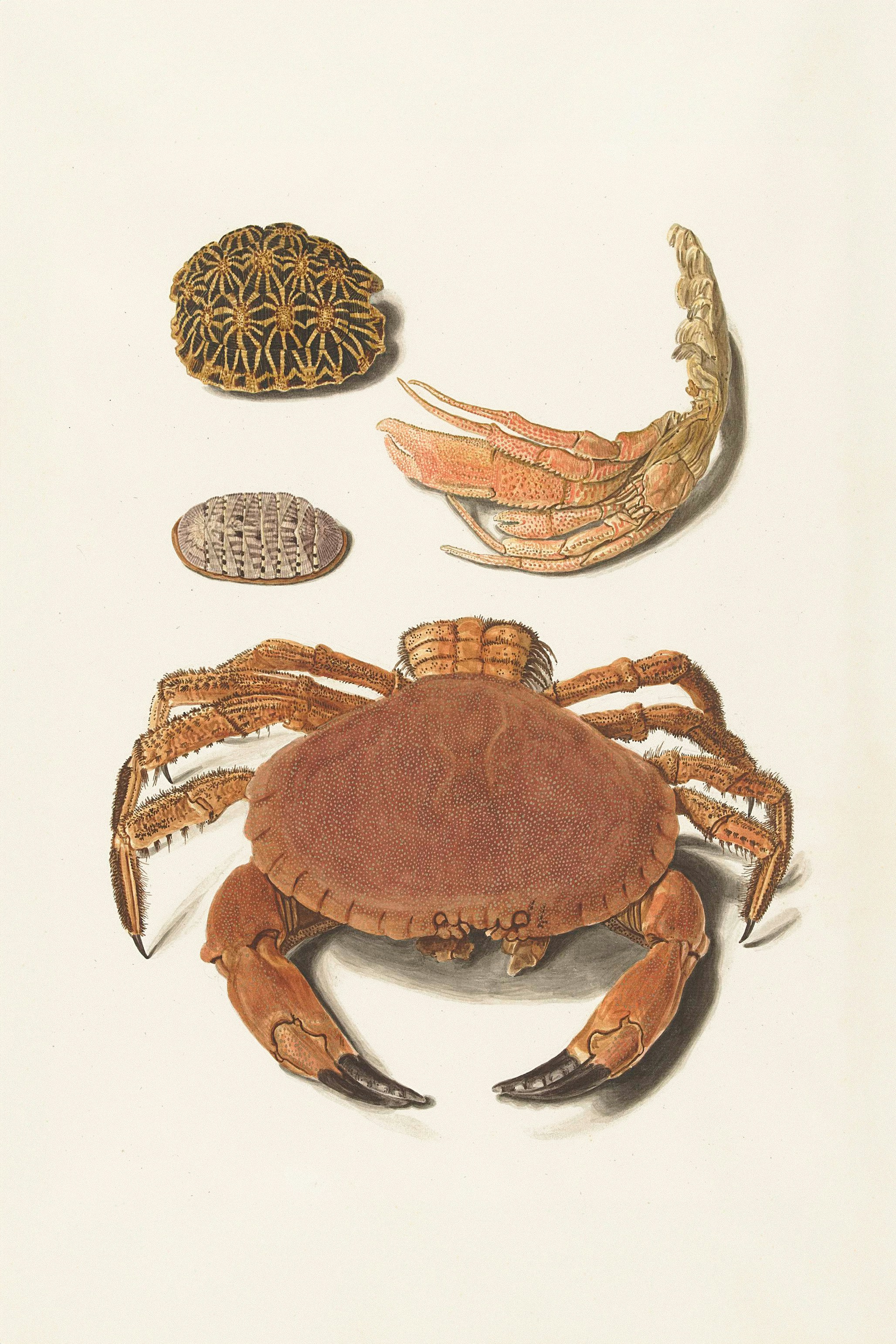 Ilustración en acuarela de un cangrejo y otra vida marina. foto ...