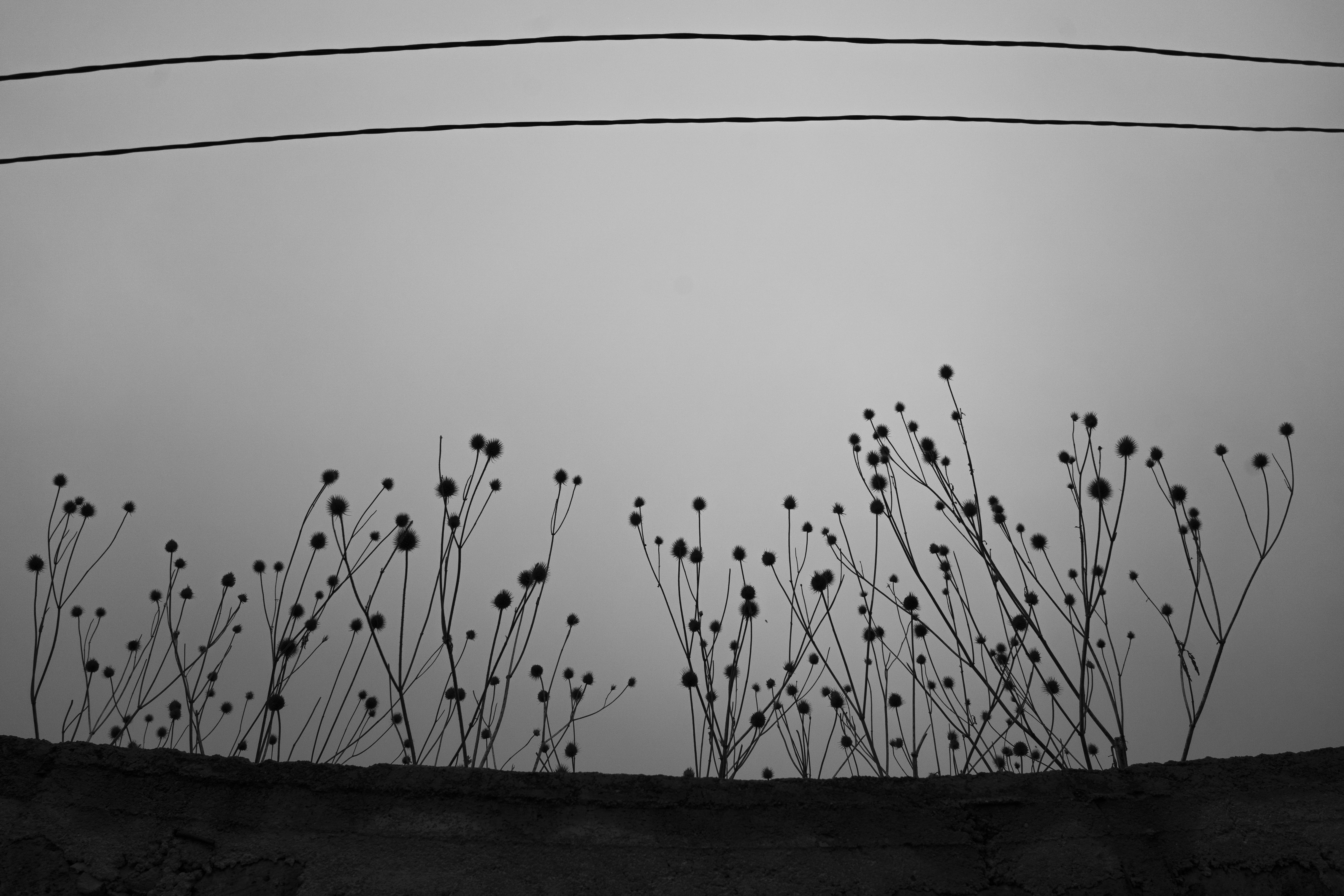 Delicate silhouettes of tall, slender plants against a muted gray sky, interspersed with overhead power lines. The stark contrast highlights the fragility of nature in an urban landscape.