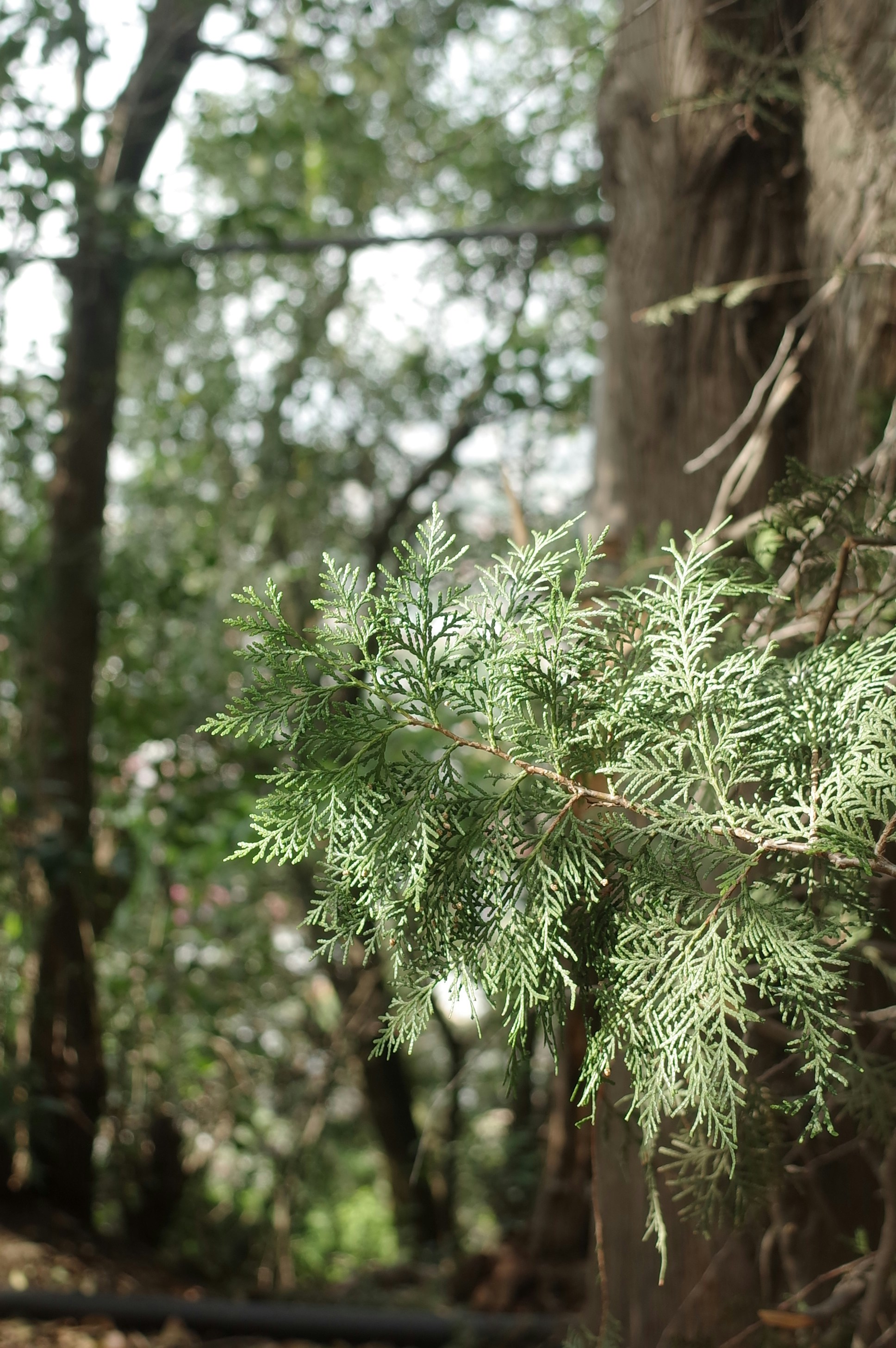 Green foliage stands out against a blurred forest.