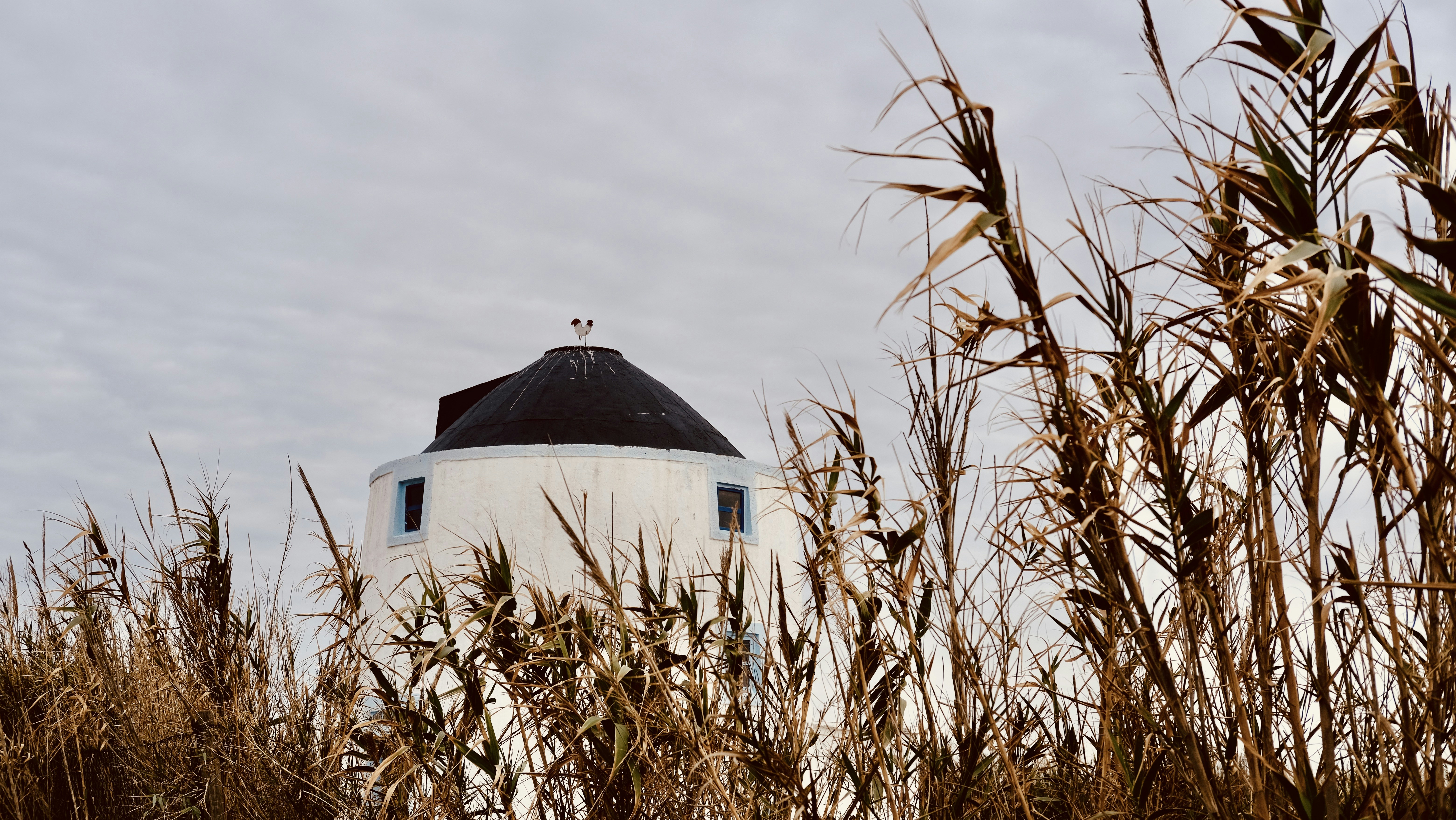 Whispers of the Past: A Lighthouse Amidst the Reeds