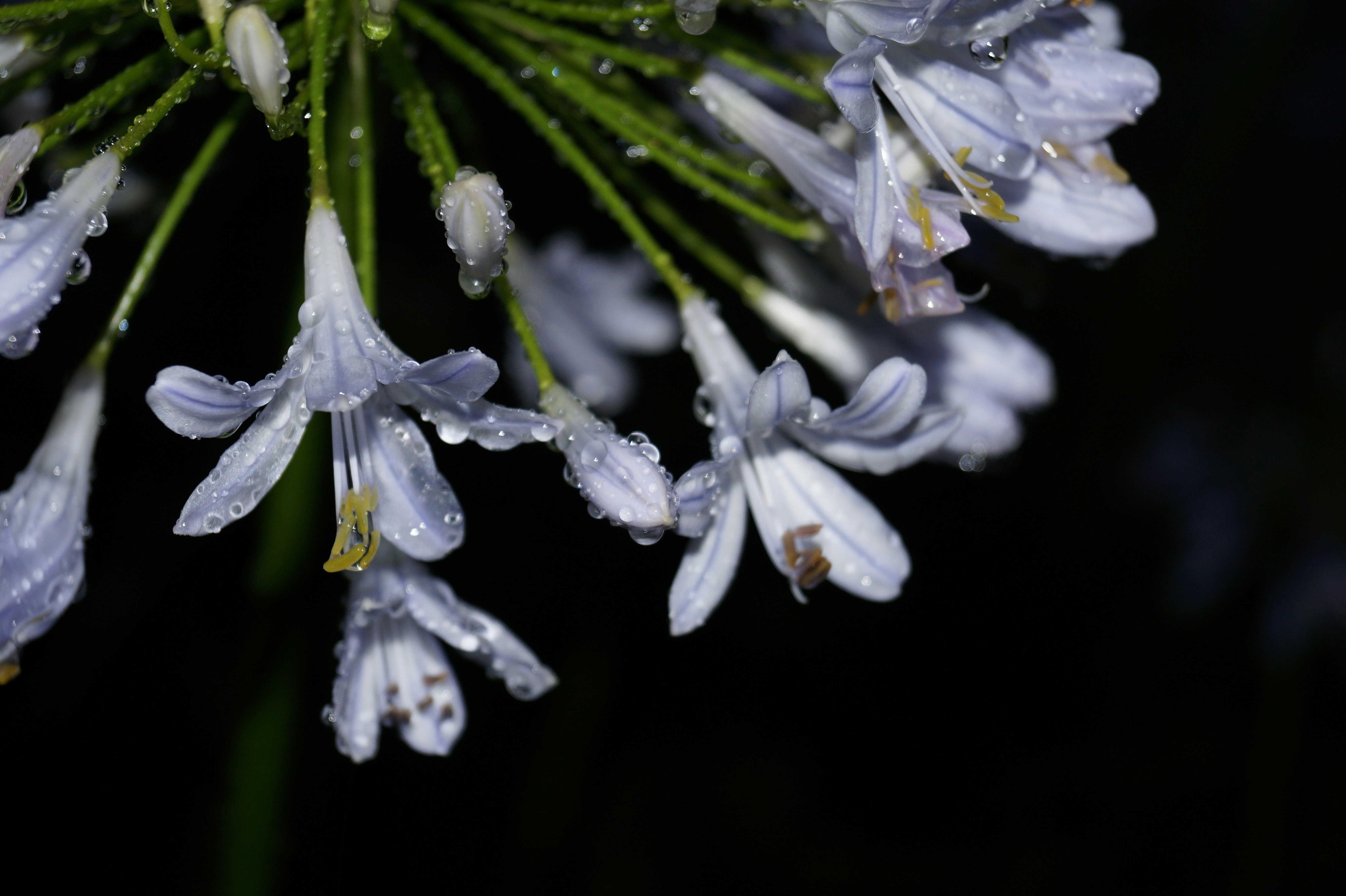 Dew-Kissed Buds in a Velvet Night