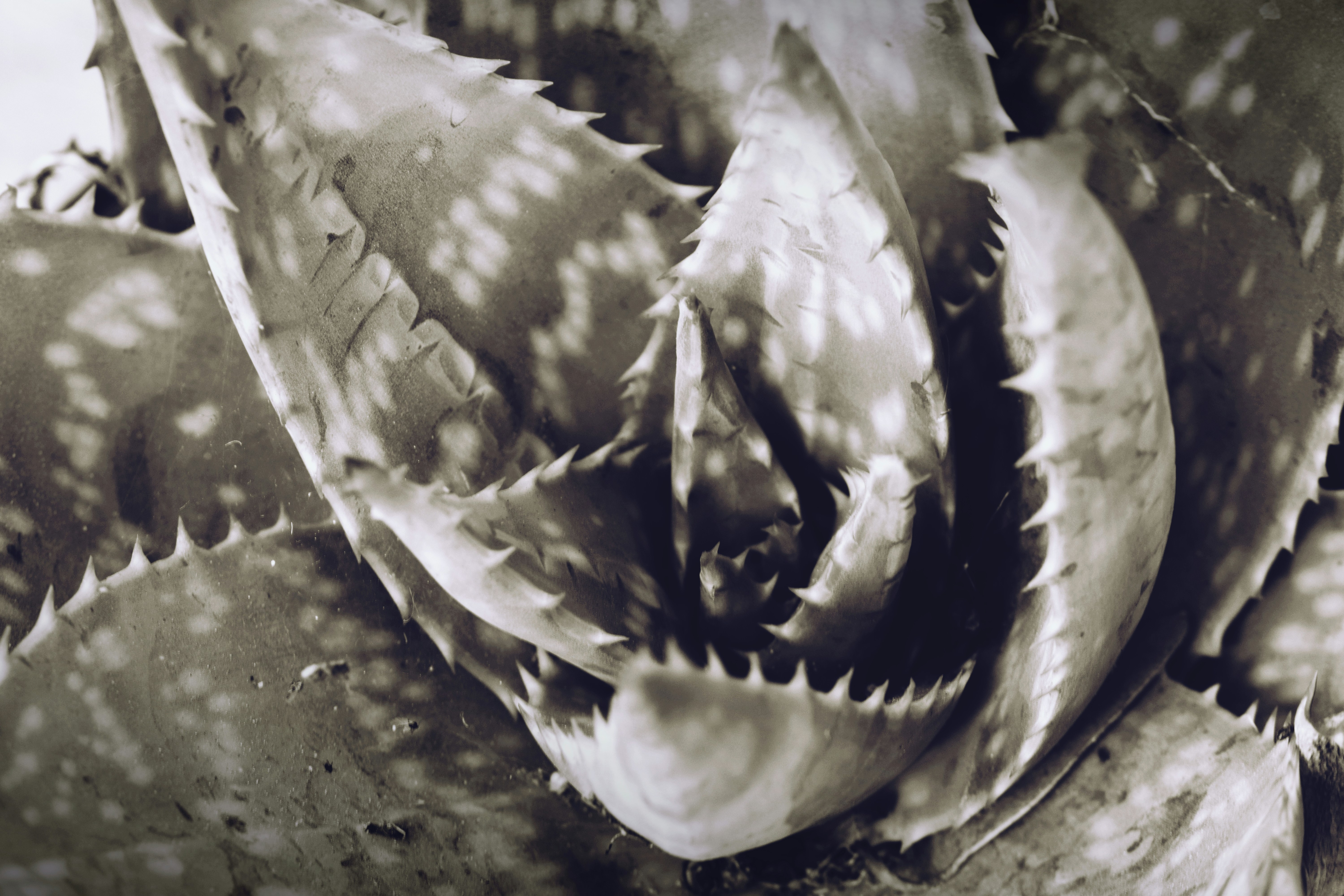 Close-up of an aloe vera plant showcasing its intricate leaf patterns and textures. The monochromatic tones enhance the natural beauty of the plant.