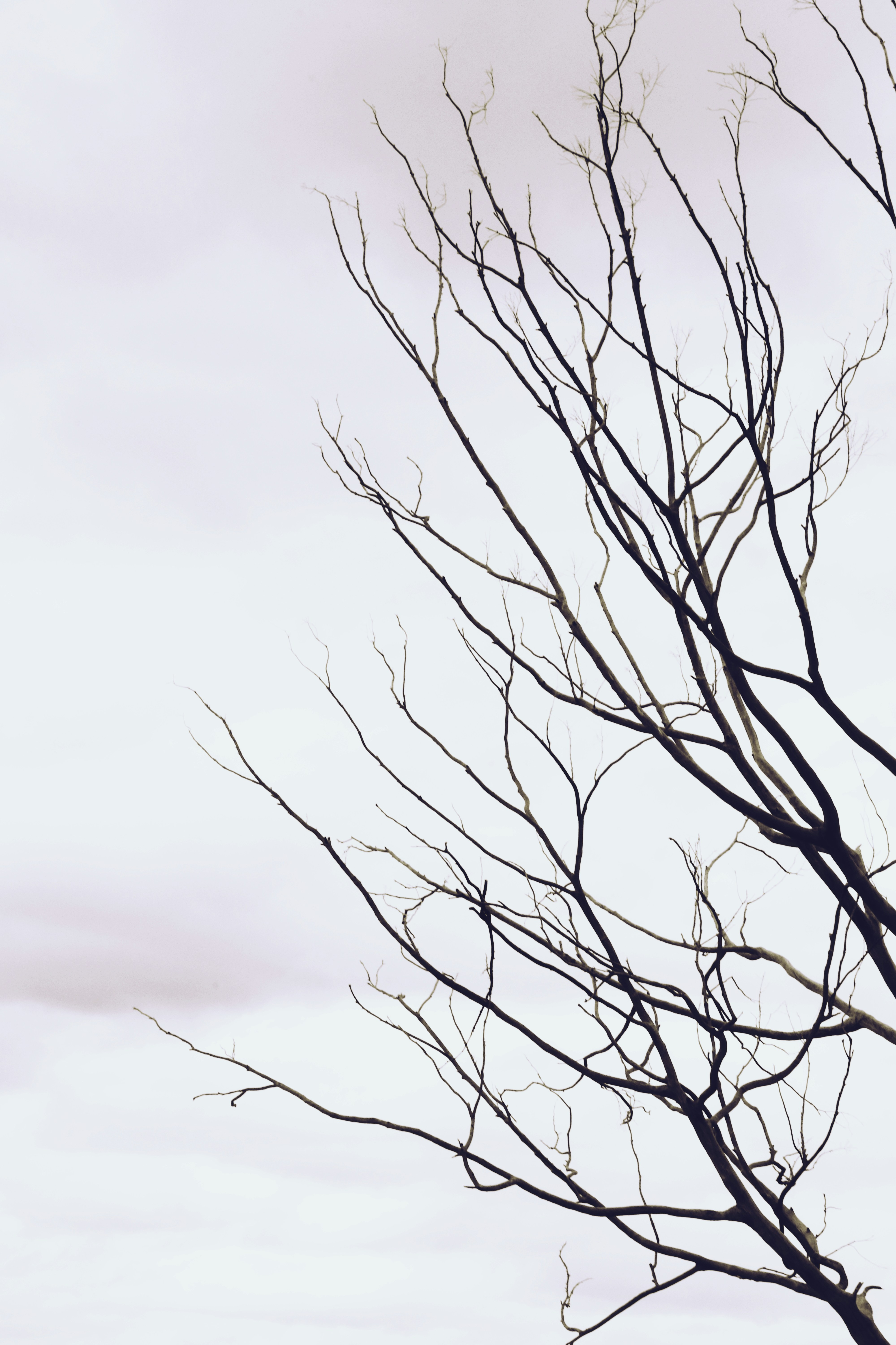 A stark tree branch stretches against a cloudy sky, embodying the quiet beauty of winter's embrace.