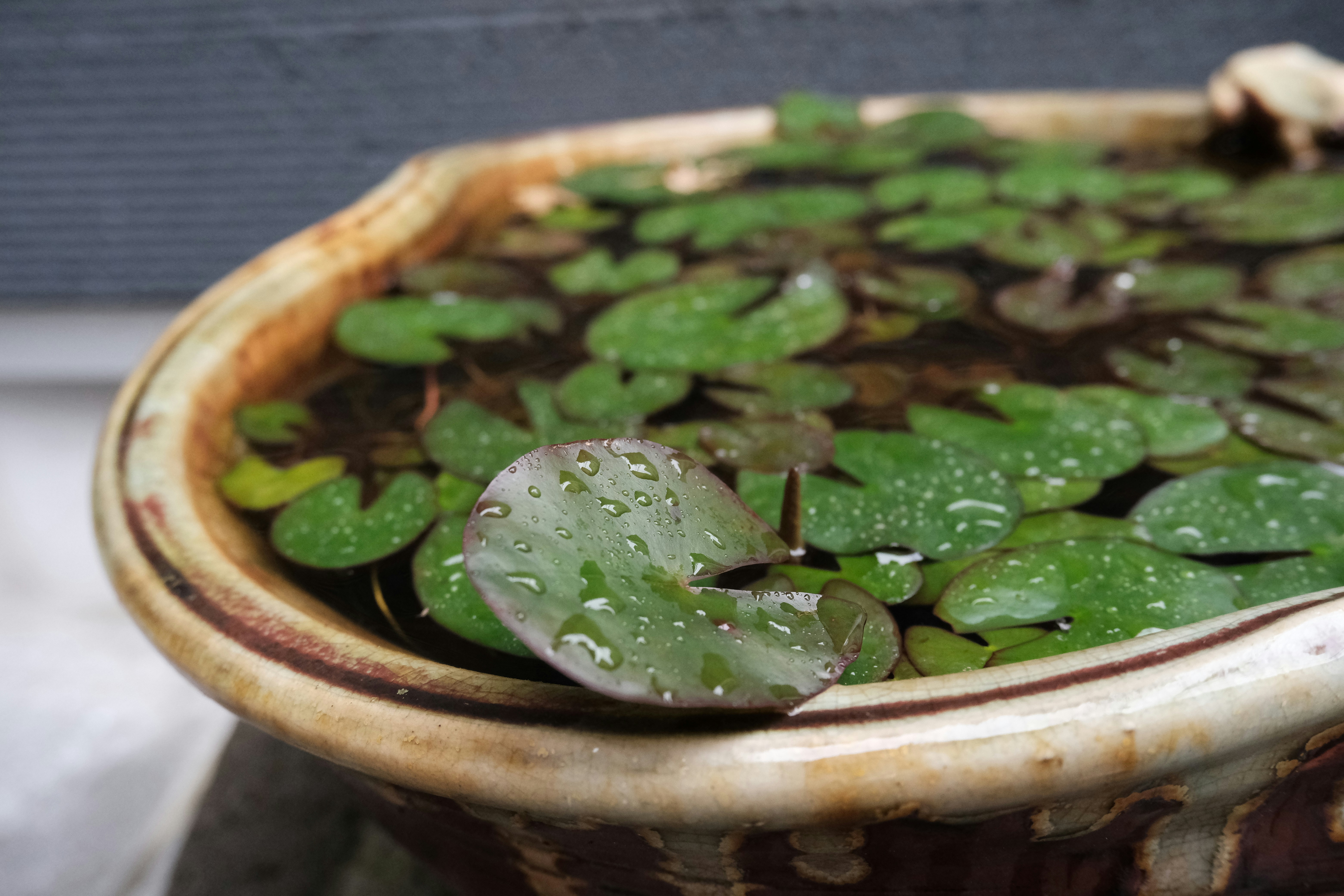 Dew-Kissed Lily Pads in a Rustic Ceramic Vessel