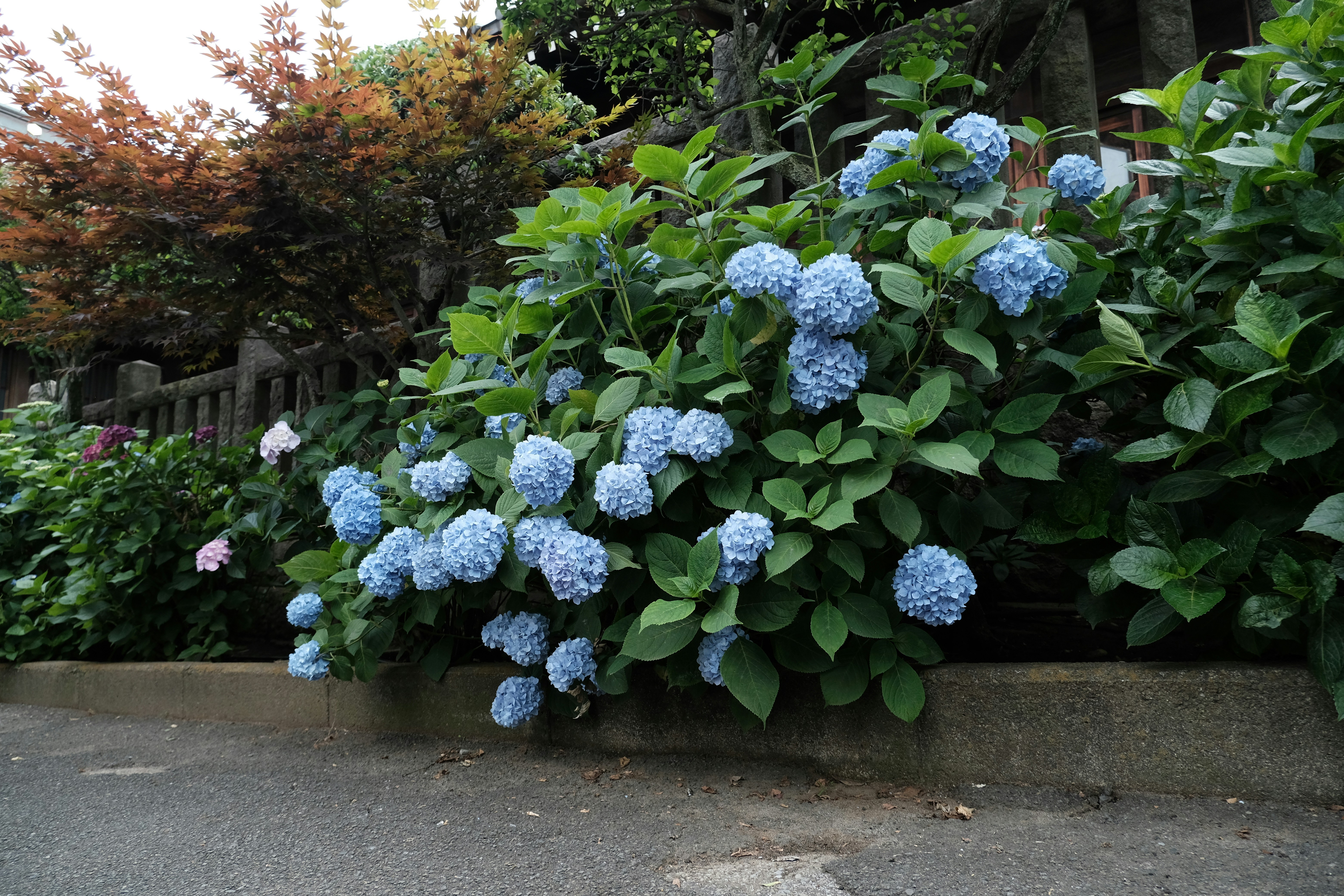 Azure Hydrangea Cascade Along a Quiet Street
