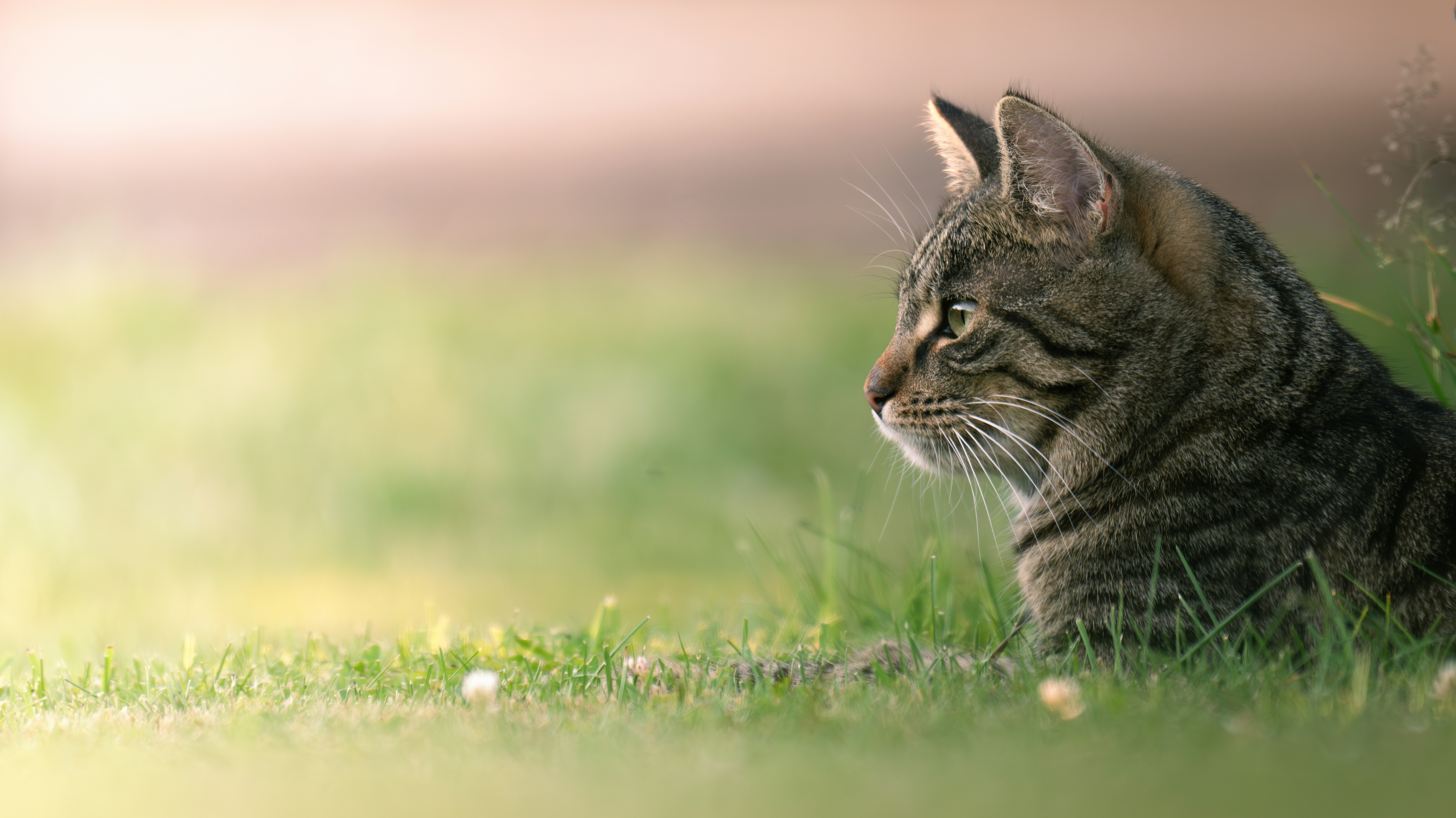A cat rests in the grass, looking off. photo – Free Cat Image on Unsplash