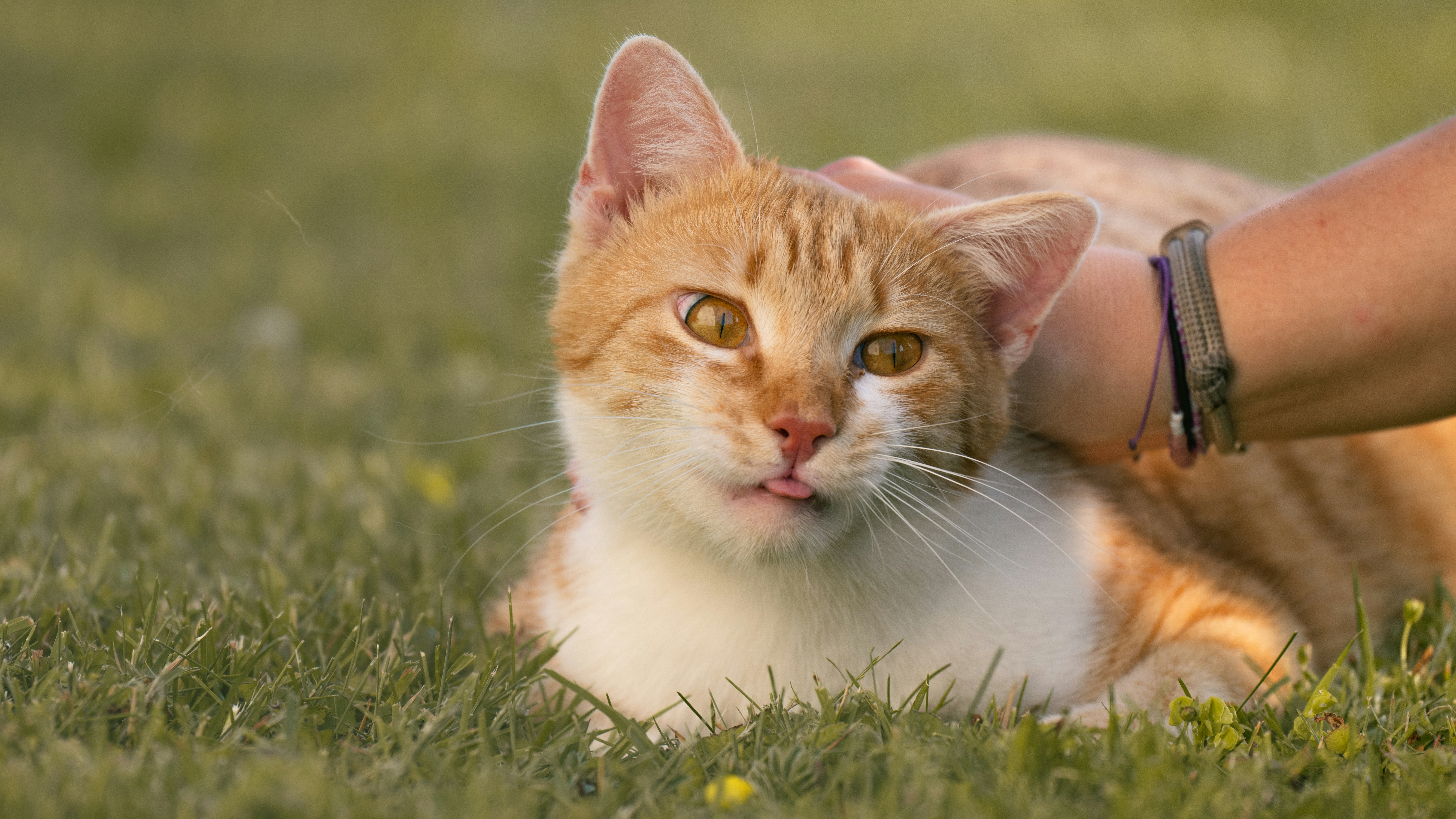 Whiskered Serenity: A Moment of Affection