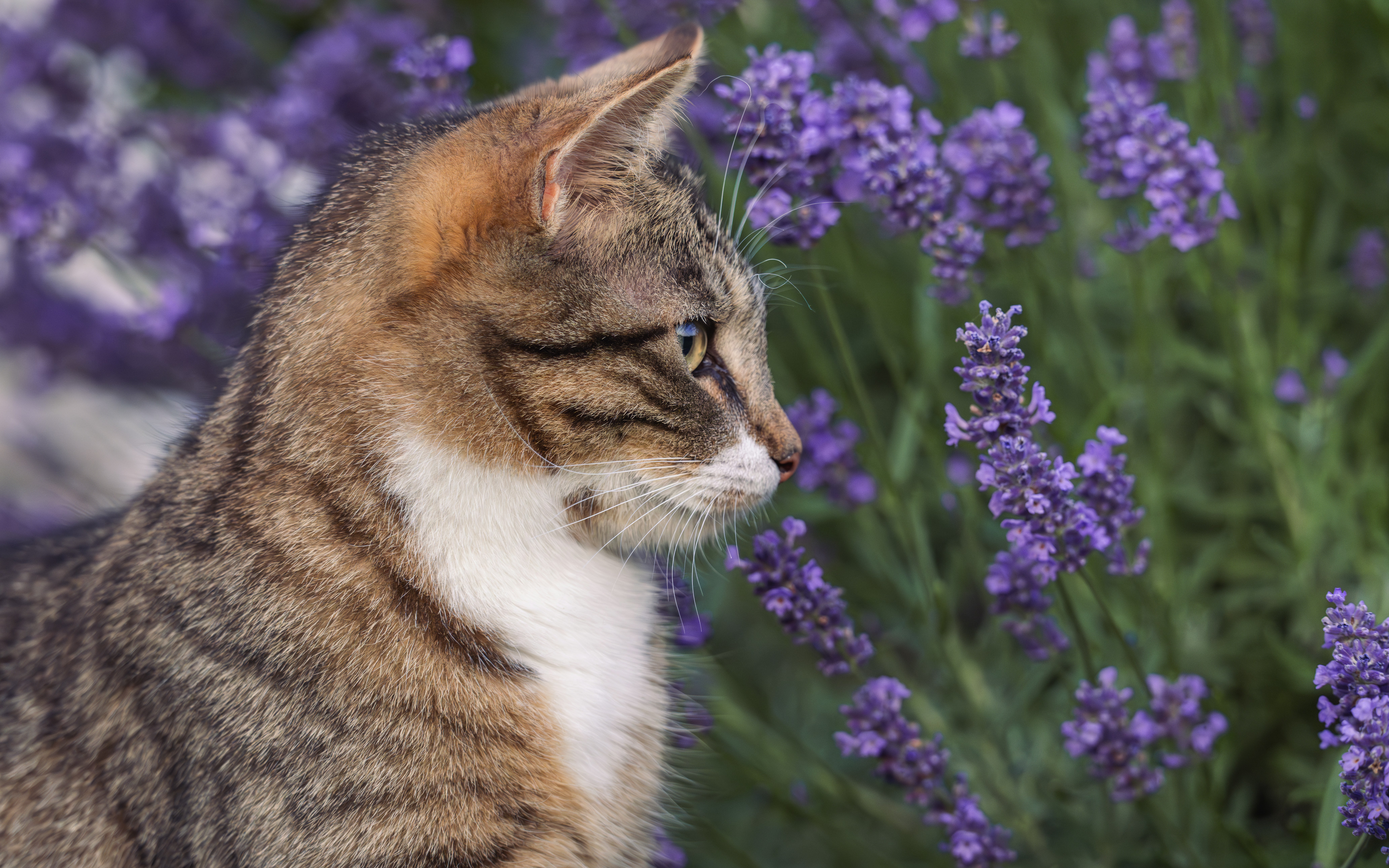Profile in Purple: A Tabby's Contemplative Moment Among Lavender