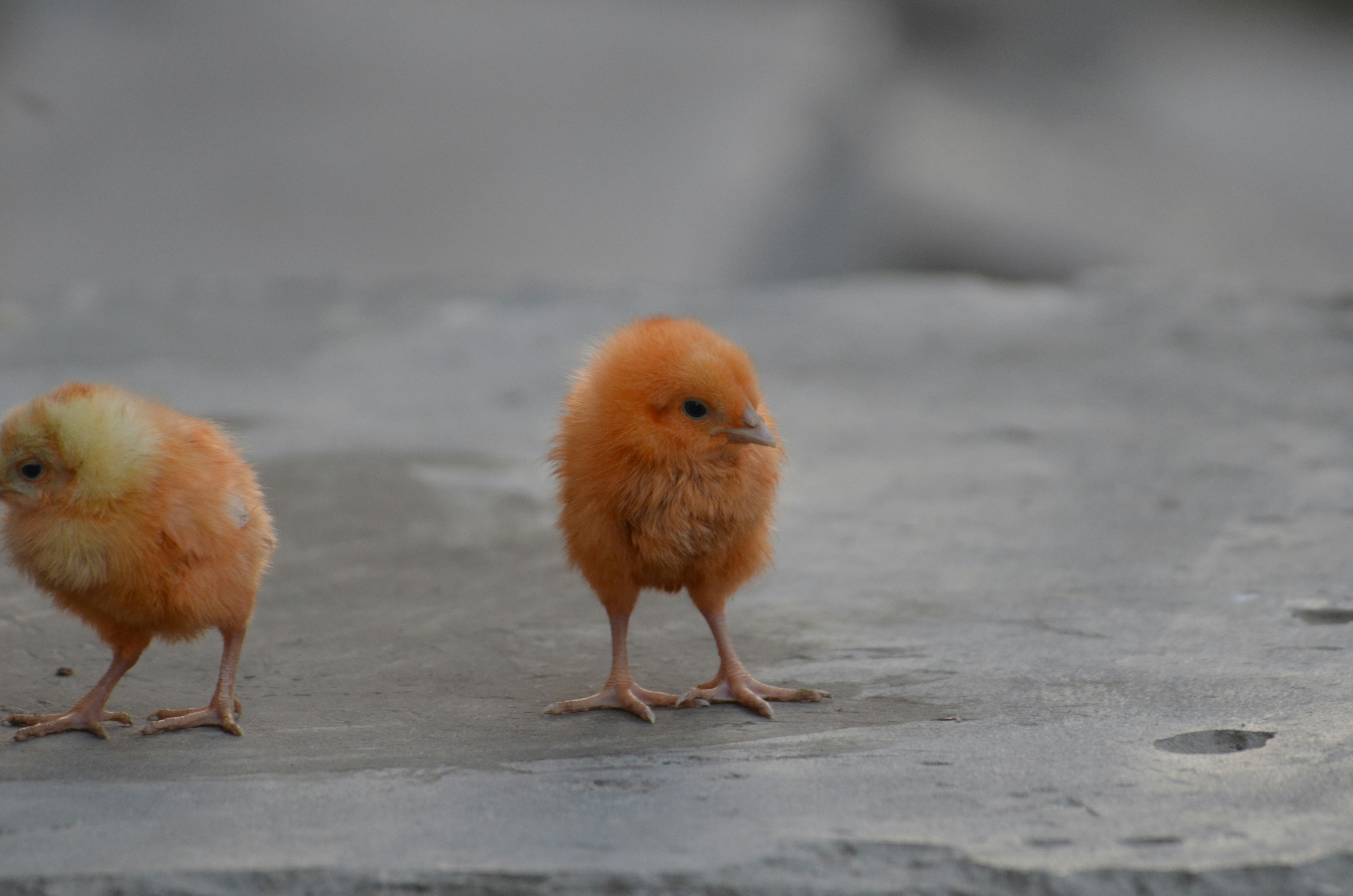 Spotlit Orange: A curious chick on a cool concrete stage