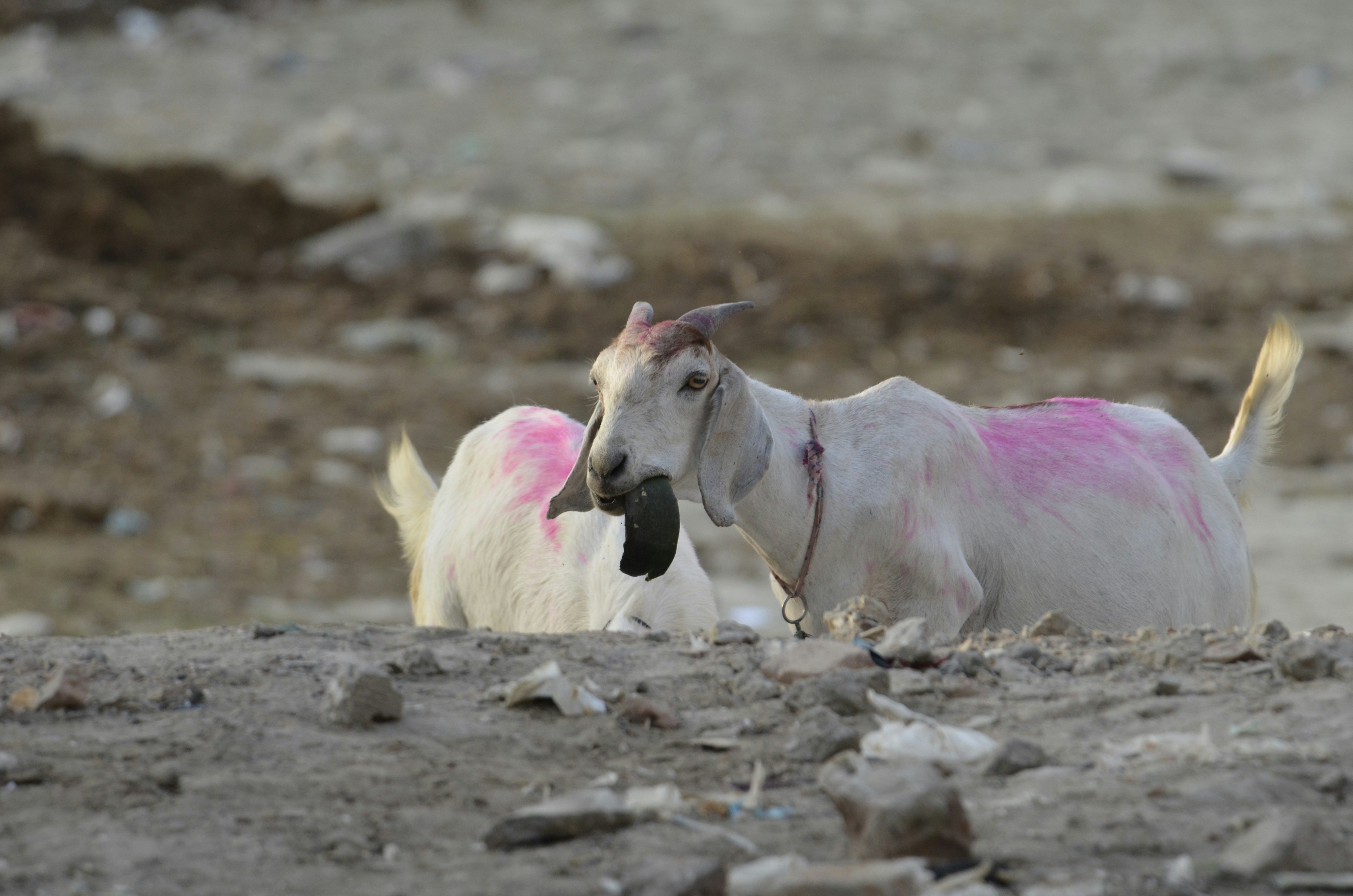 Pink-toned Grazing in Rough Terrain