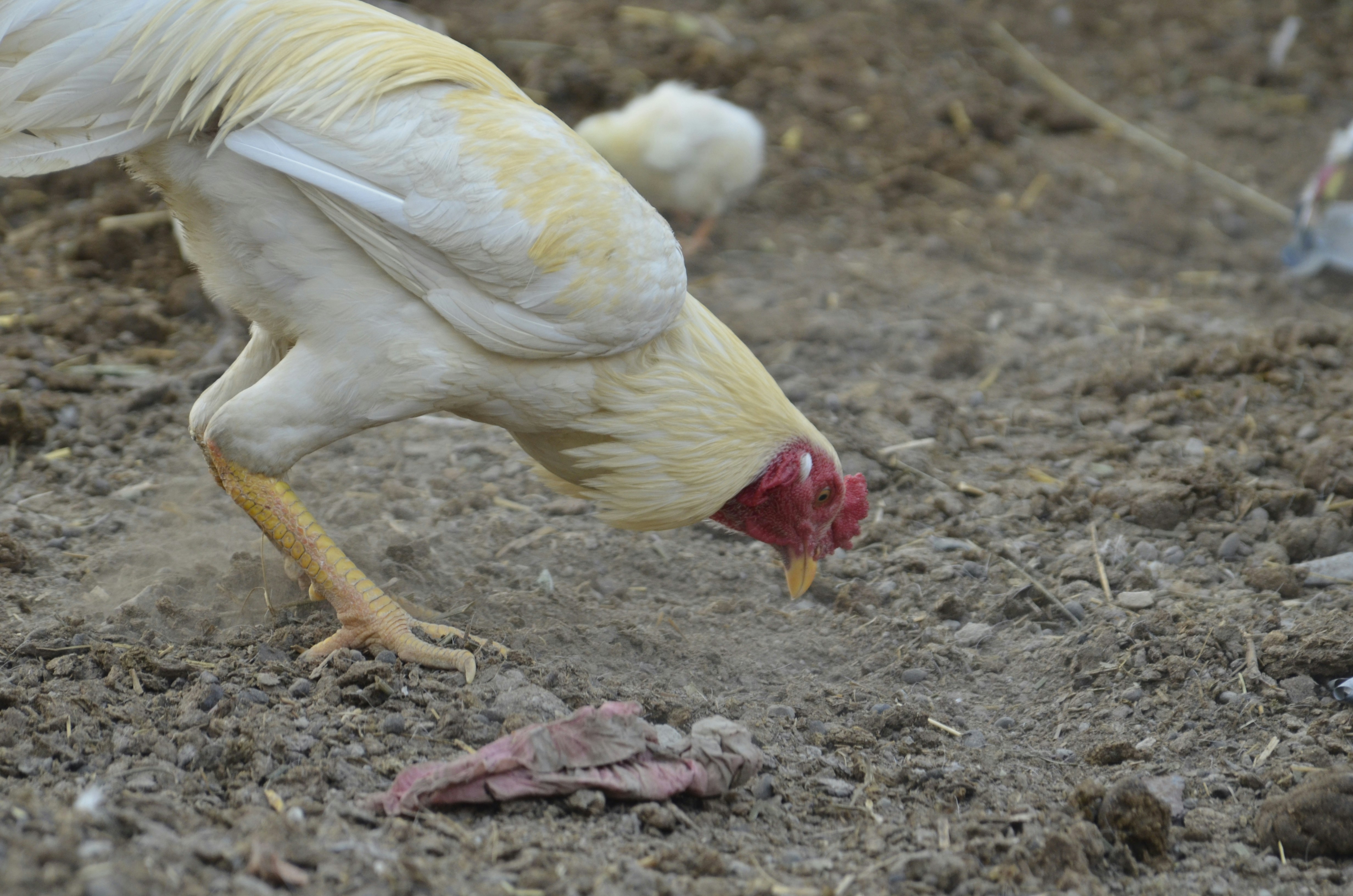 Scrutiny at Ground Level: A Poultry Moment Amid Dust and Debris