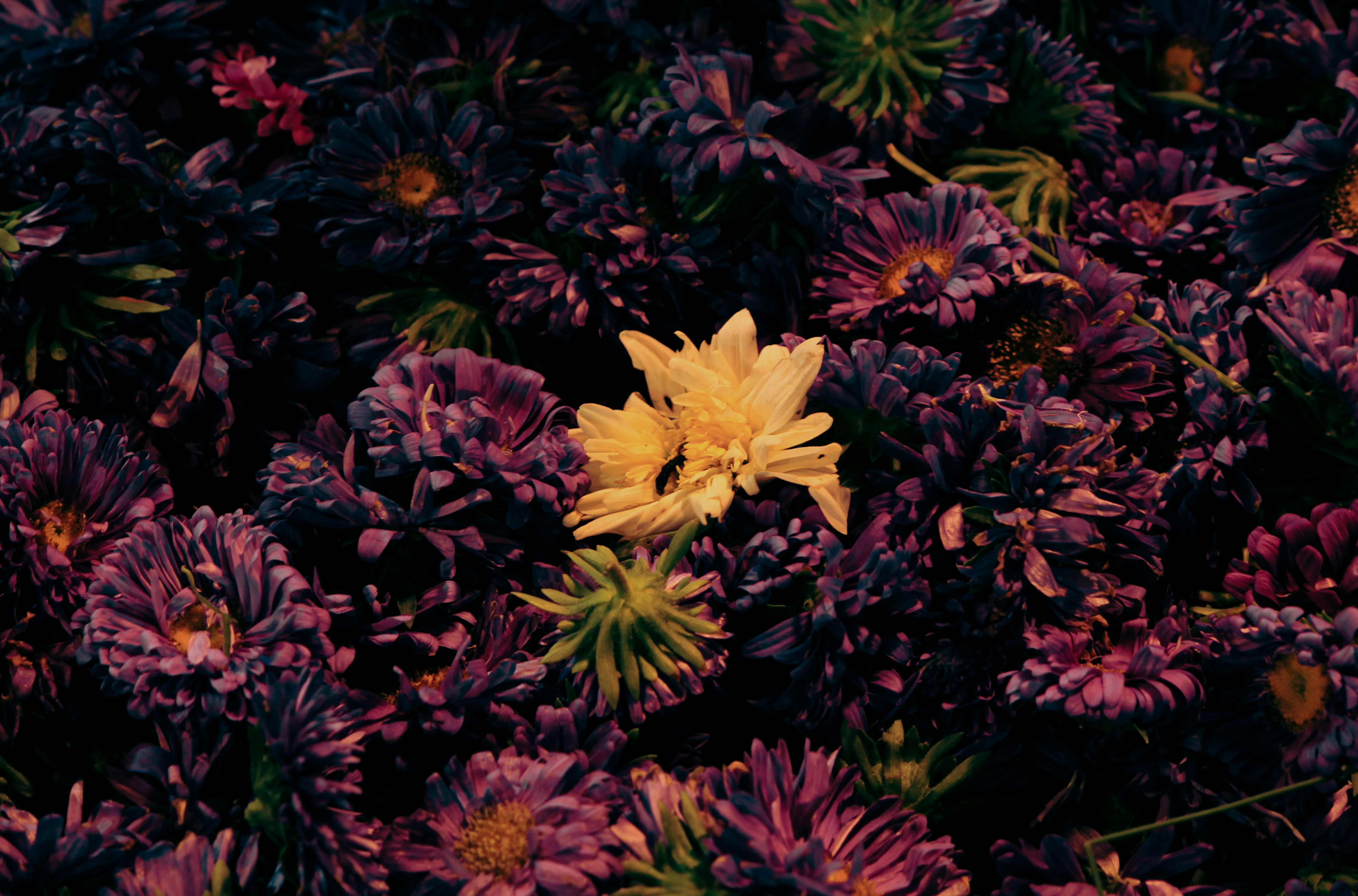 A Singular Bloom Amidst the Purple Sea