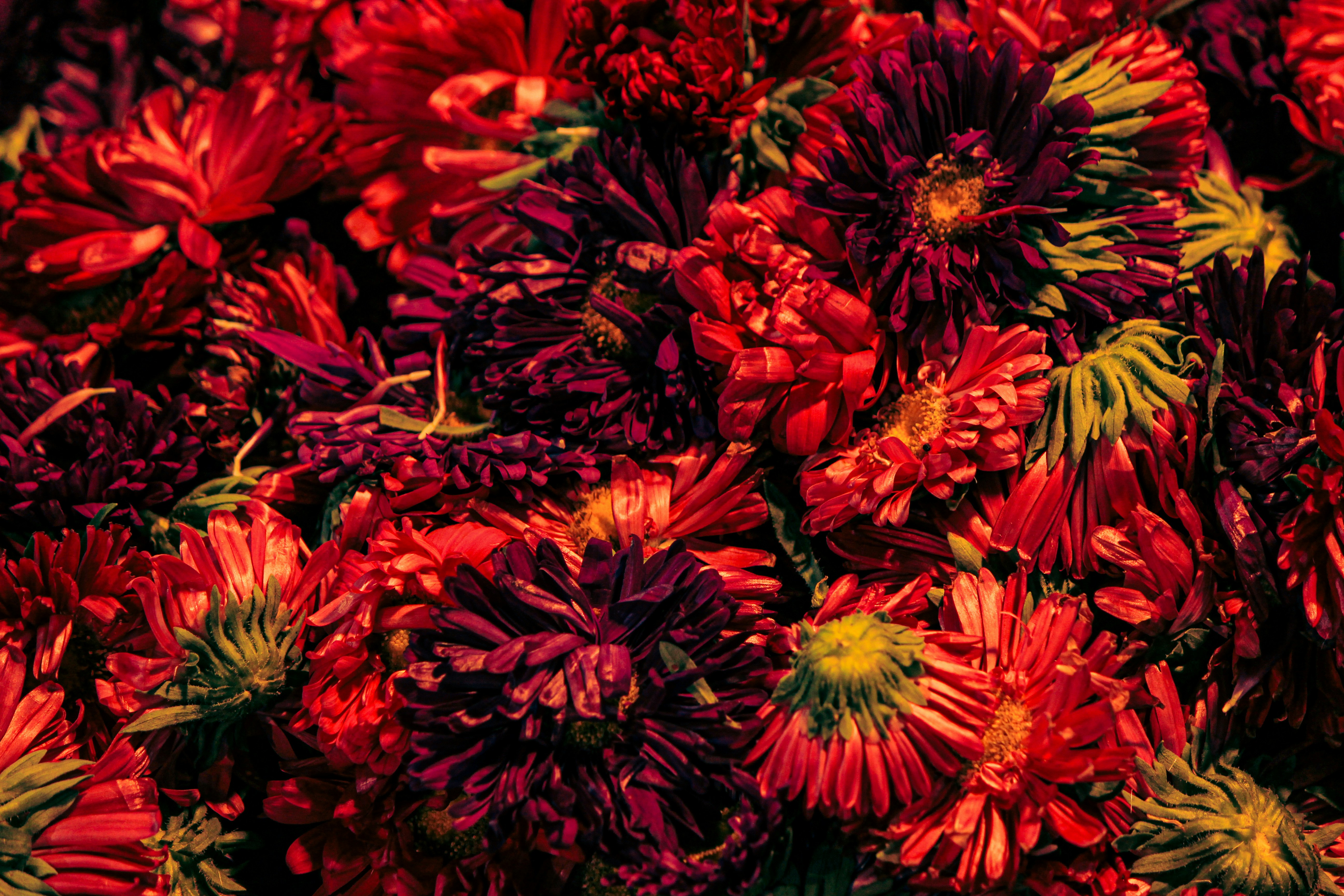 A Symphony of Petals: Nature's Vibrant Palette