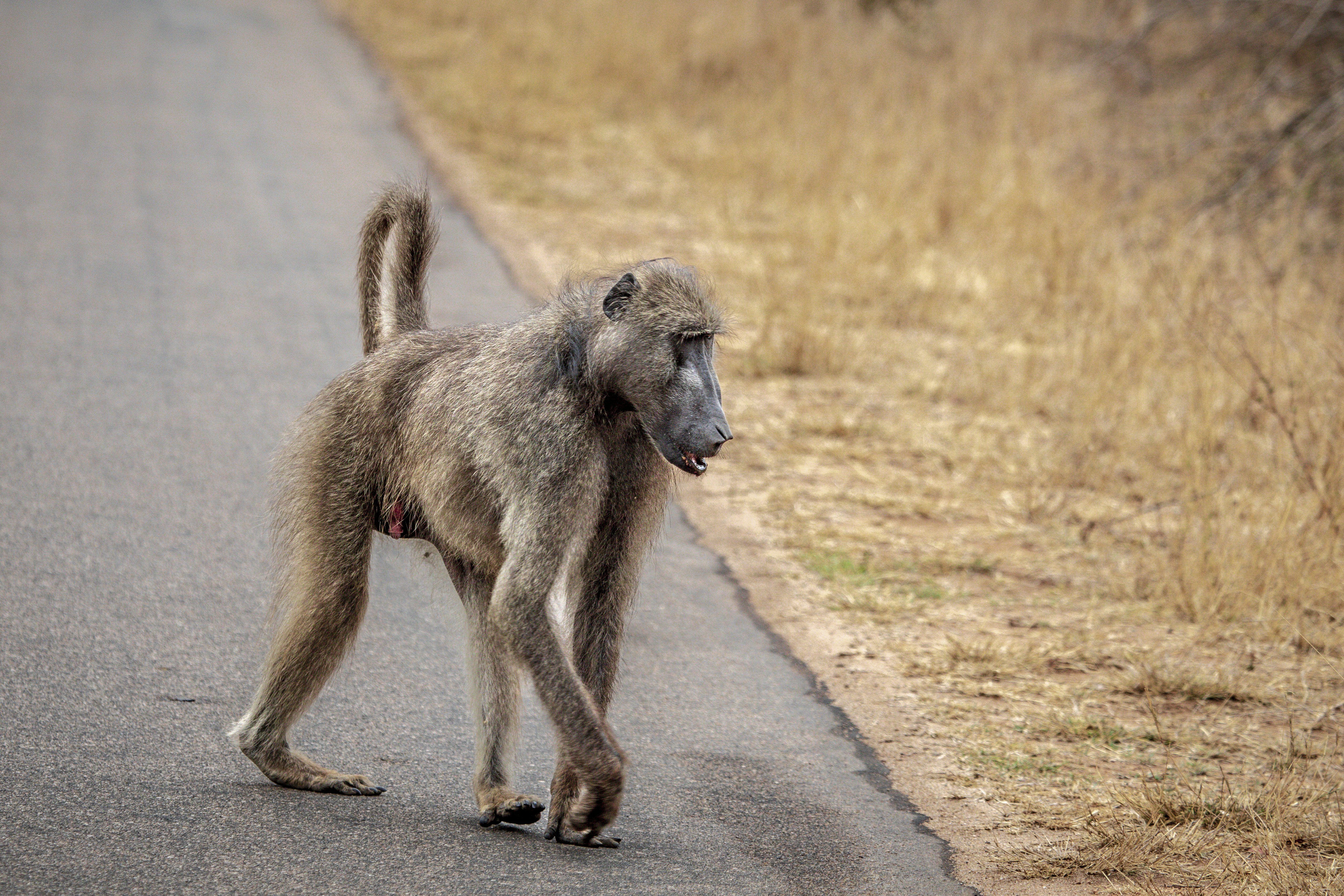 Roadbound Scout: A Baboon Traverses a Quiet Savanna Road
