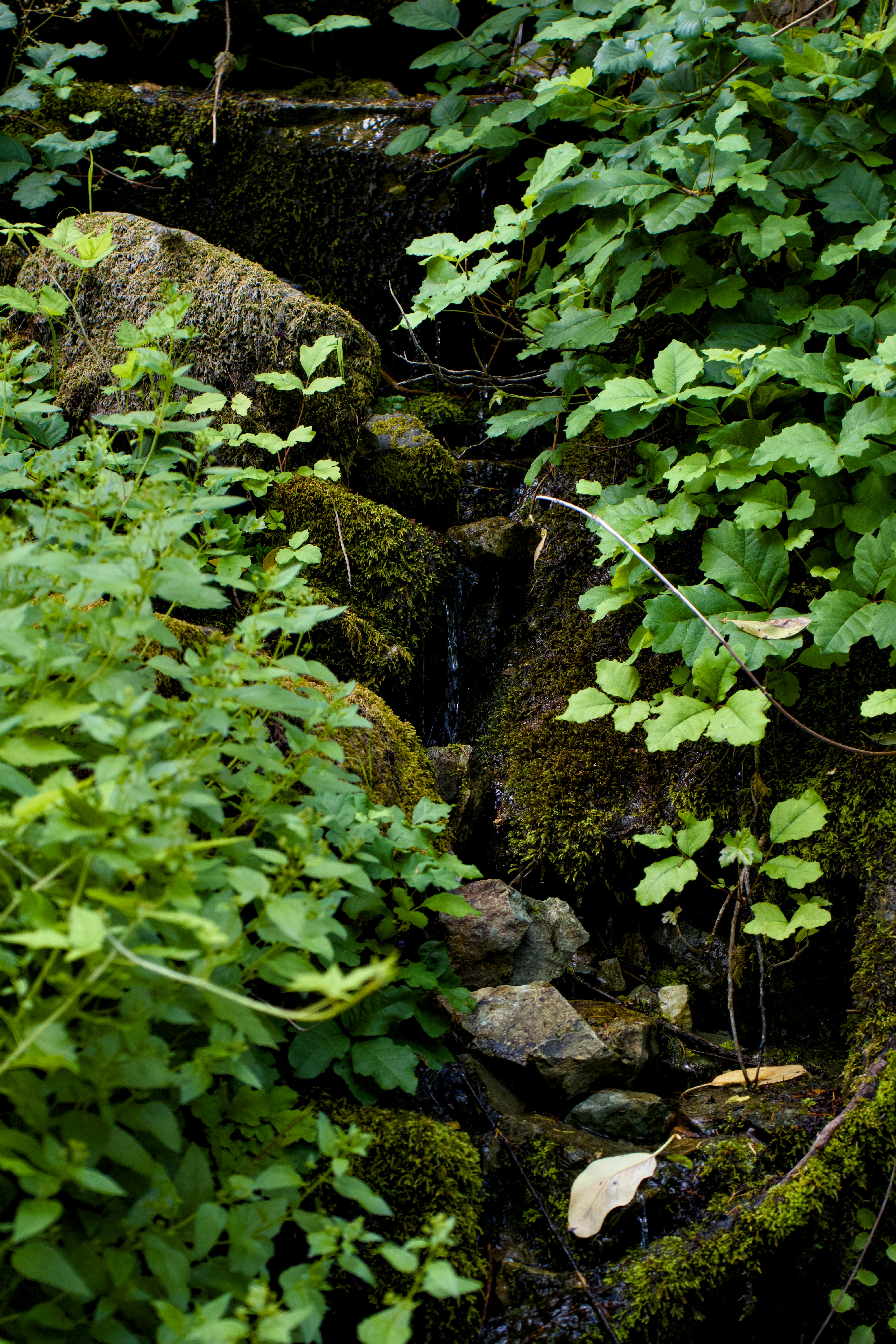 A serene forest scene featuring a gentle stream cascading over moss-covered rocks, surrounded by lush green foliage.