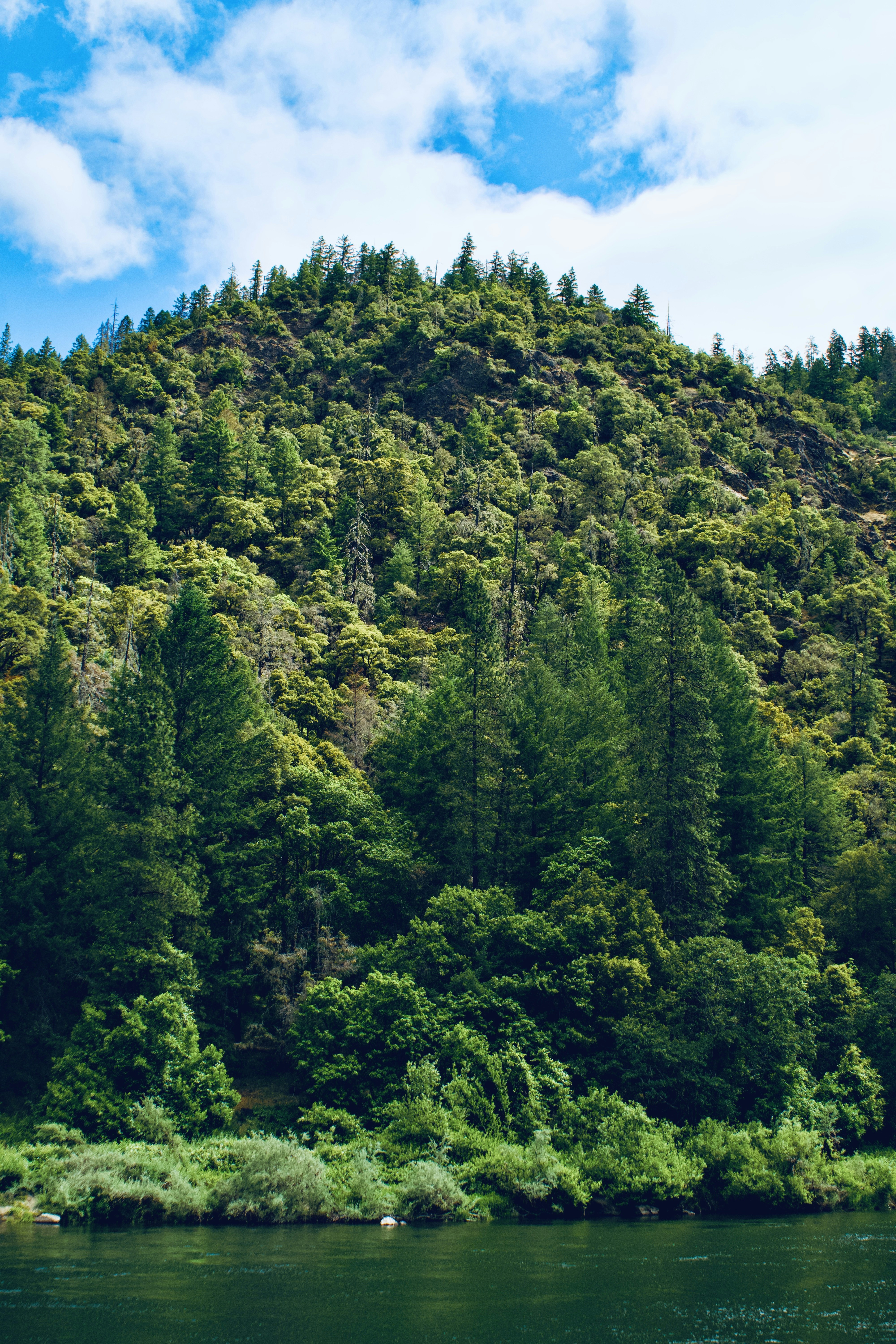 Vibrant green forest covering a hillside under a partly cloudy sky, reflecting the tranquility of nature's beauty.
