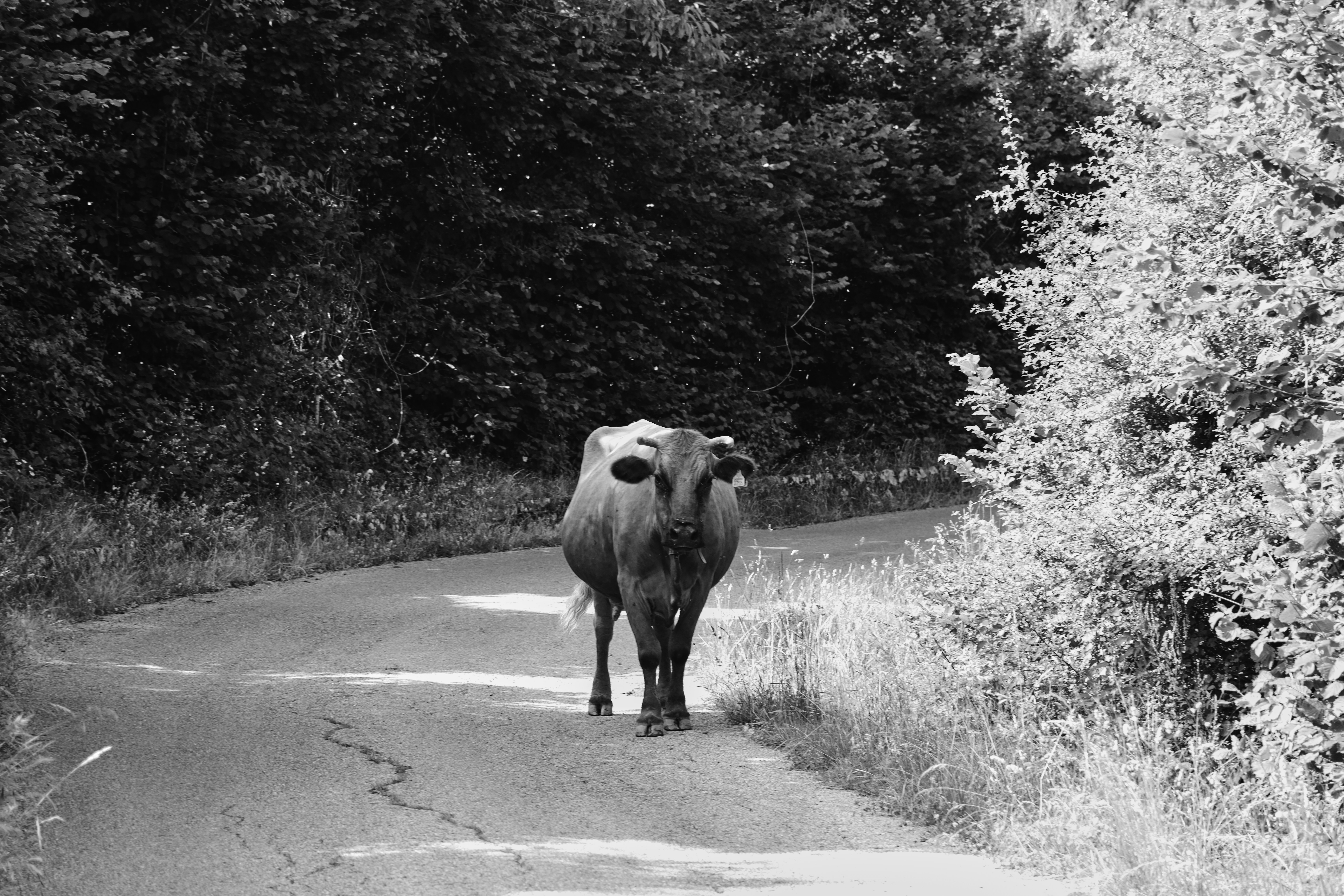 A Serene Encounter on a Country Lane