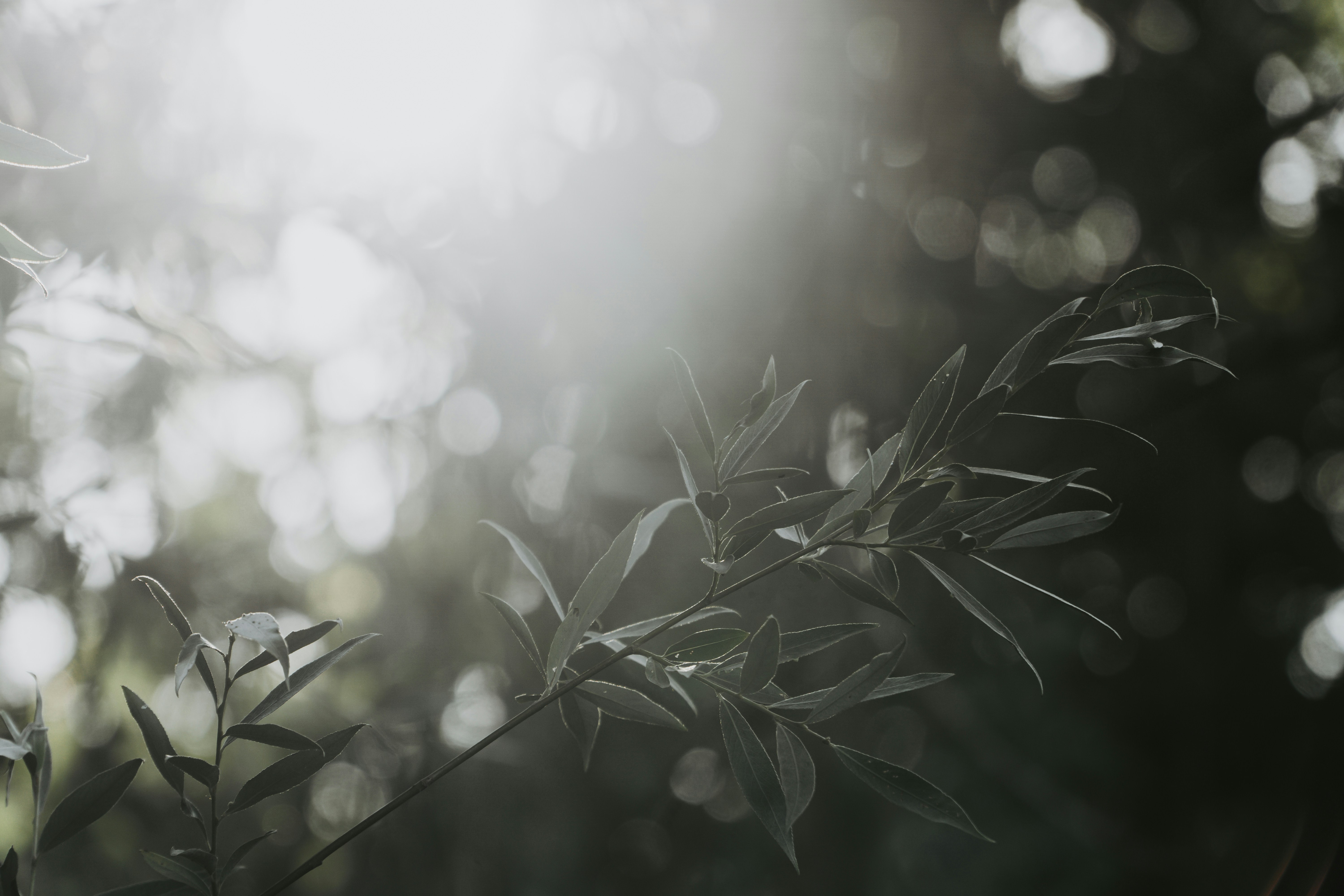 Sunlight shines through lush green leaves.