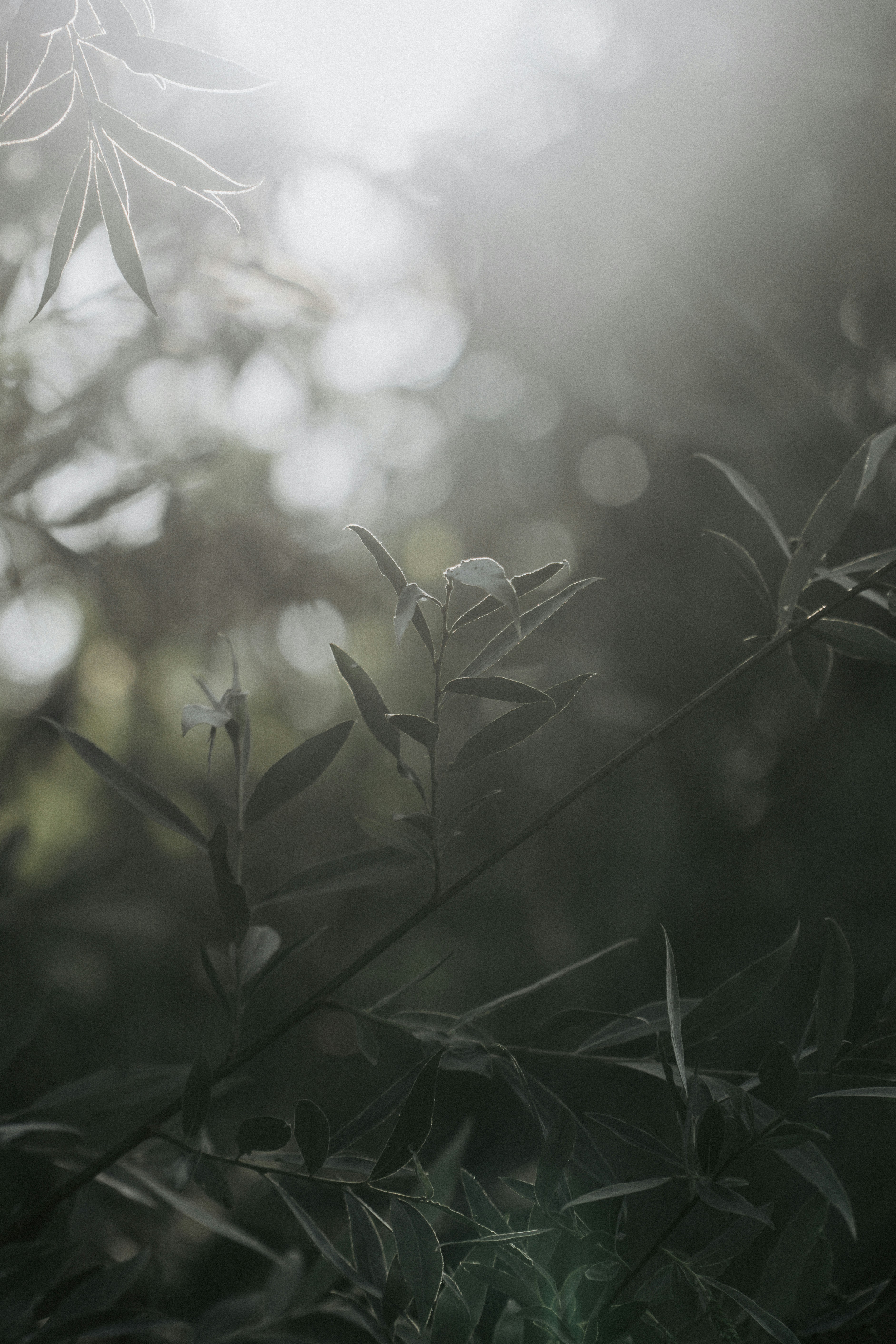 Delicate leaves softly illuminated by sunlight filtering through a canopy, creating a serene atmosphere. The interplay of light and shadow highlights the intricate details of the foliage.