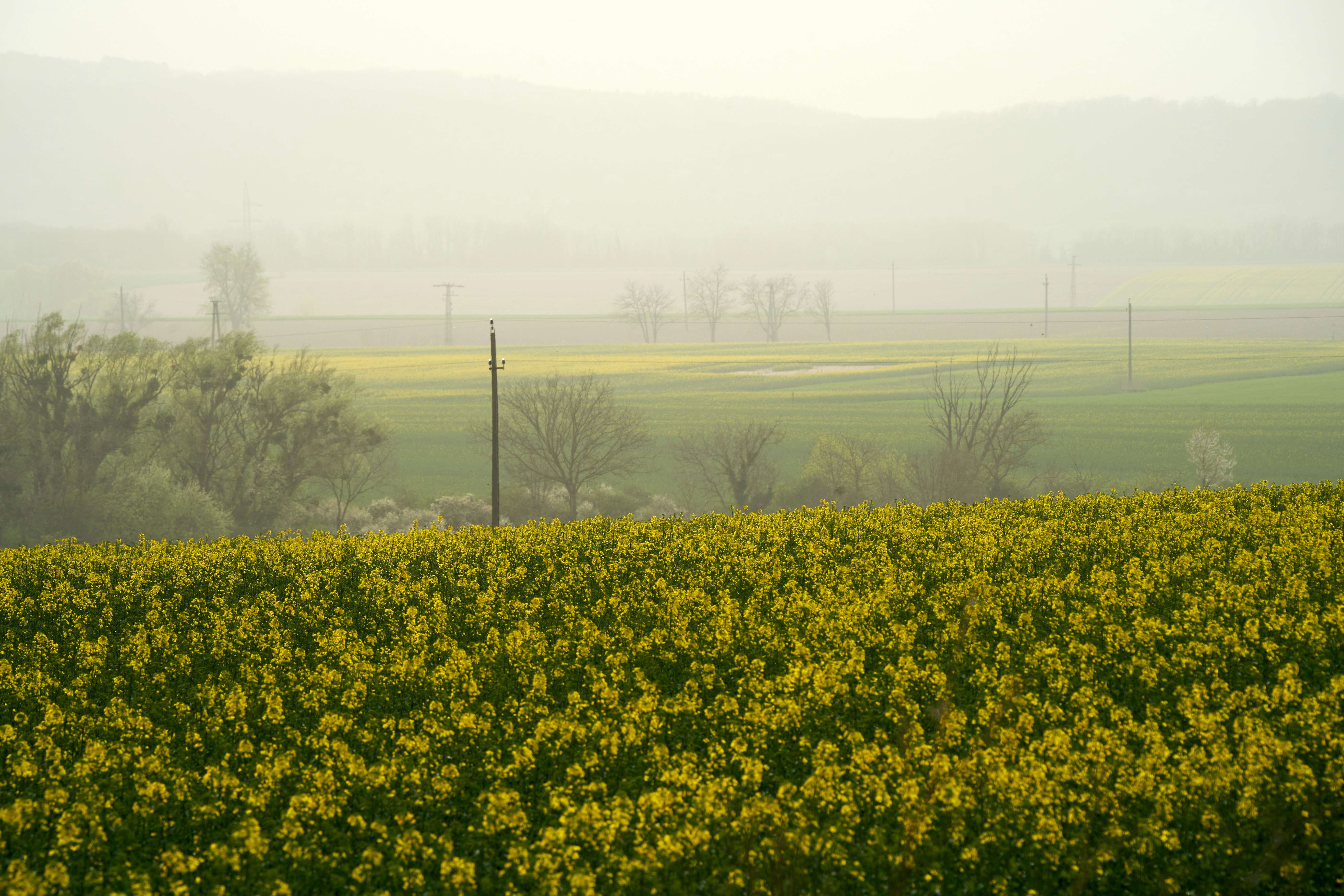 Dawn on the Canola Sea: Gold Waves Under a Misty Horizon