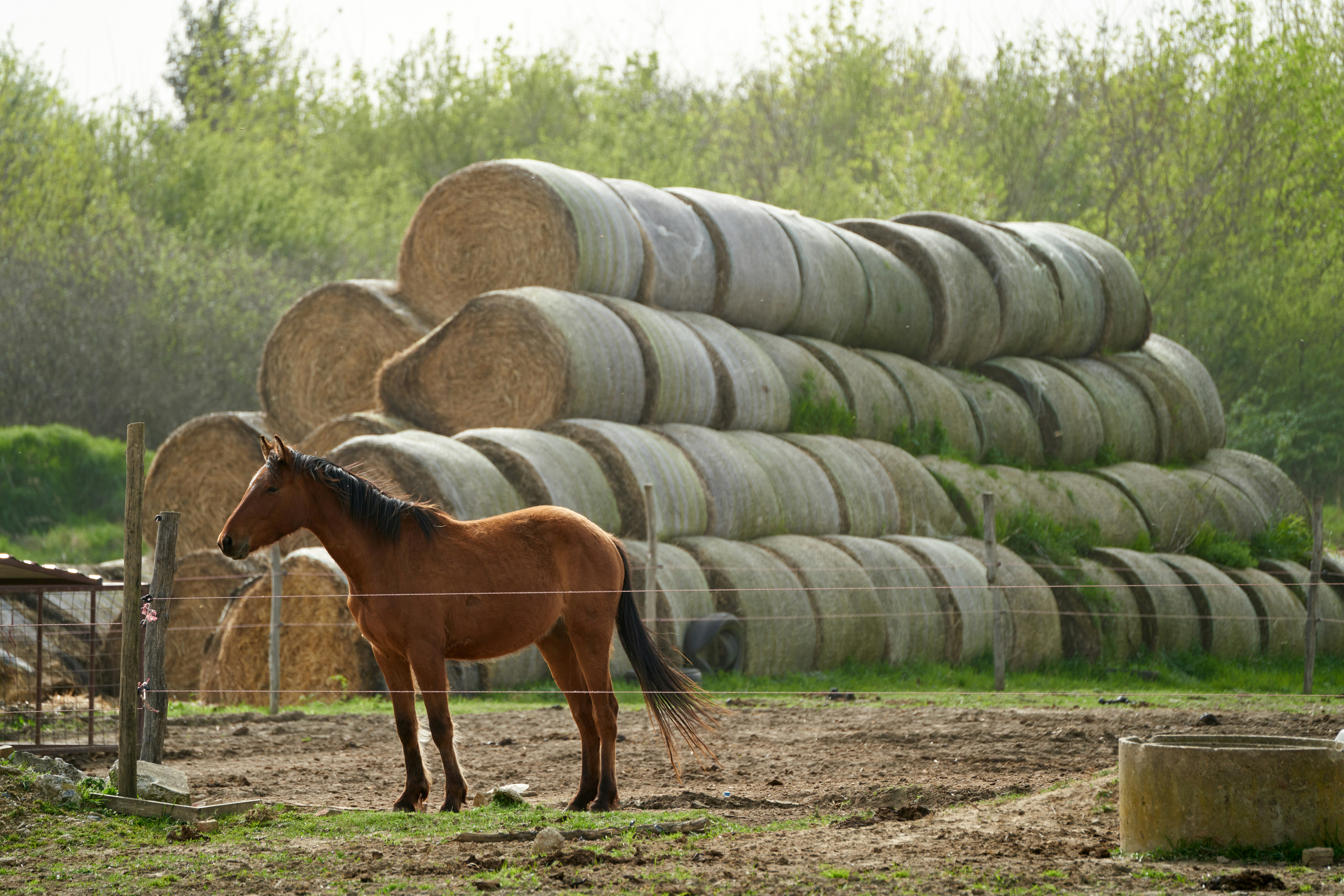 Horse at the Hay-Bale Staircase