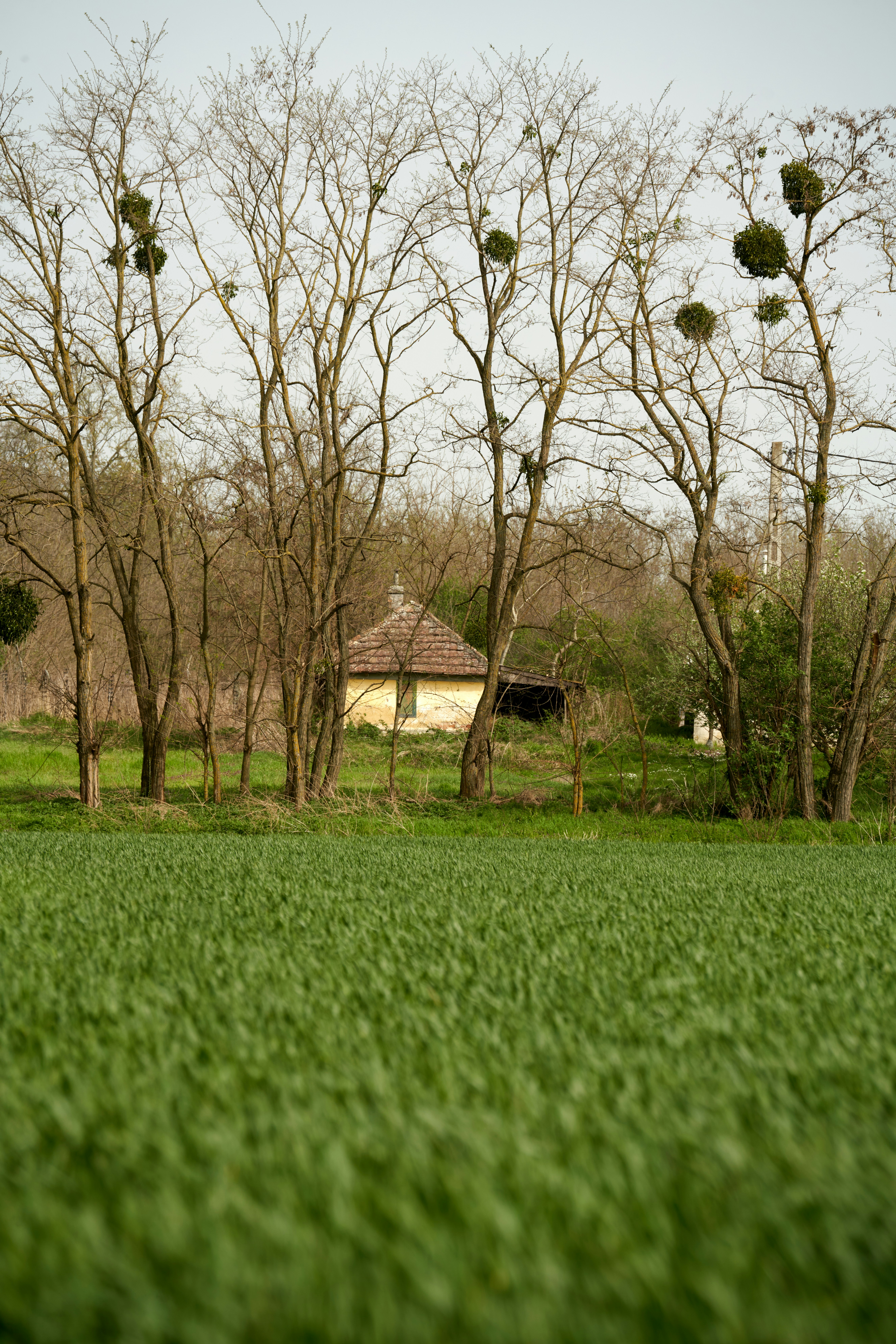 Whispers of Spring: Nature's Revival