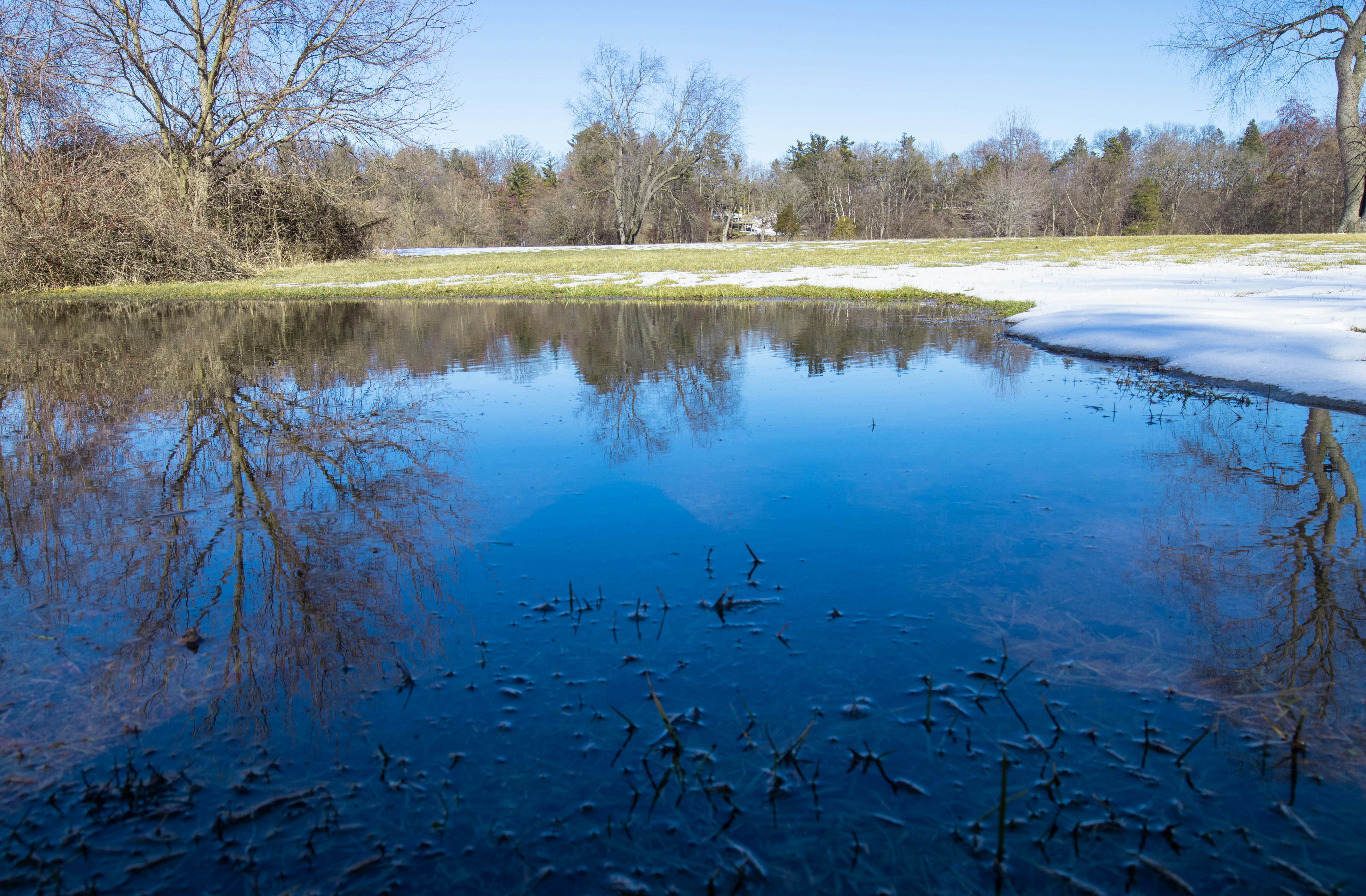 Trees and sky reflected in a body of water. photo – Free Lake Image on ...