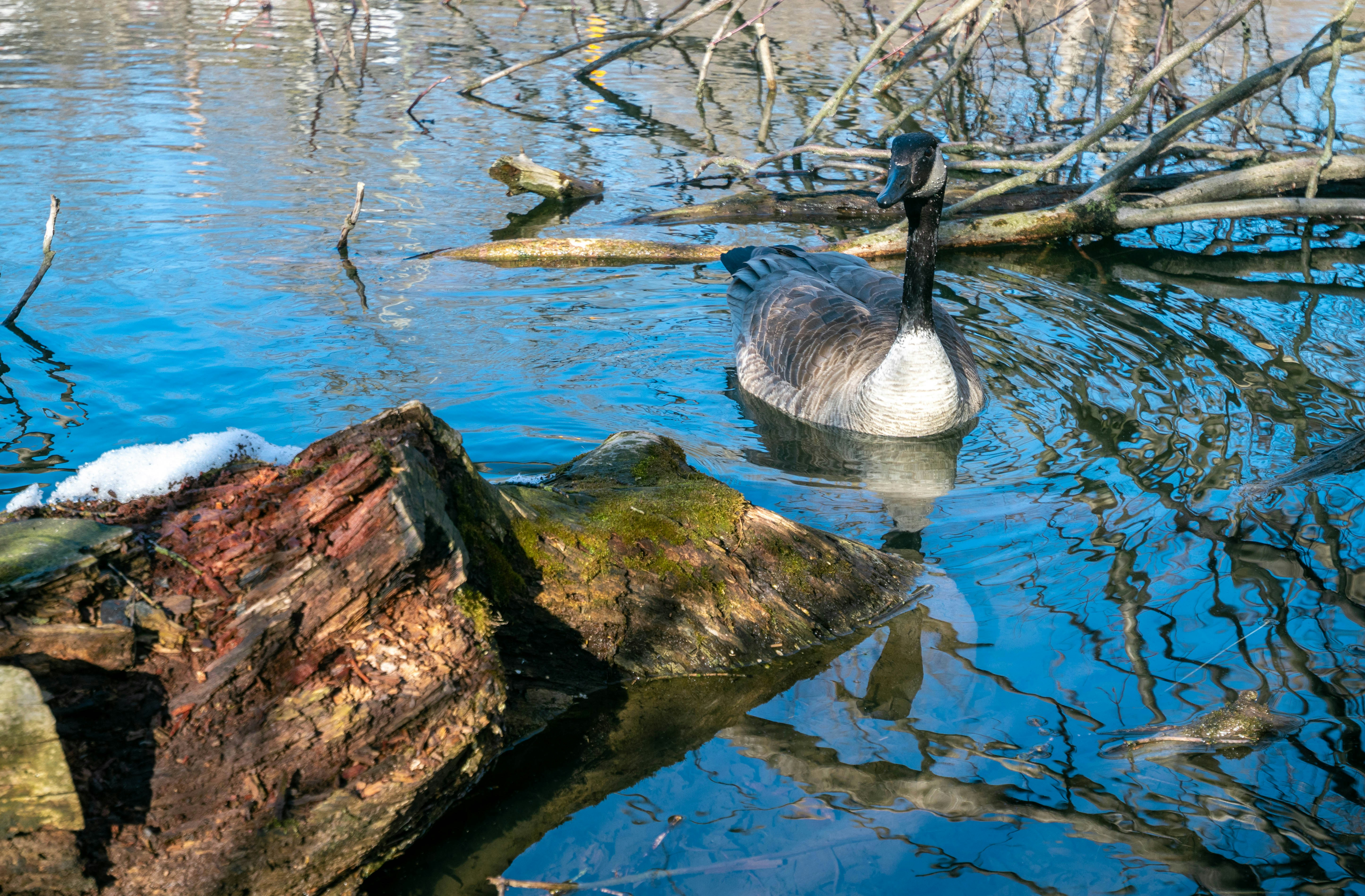 A Canada goose glides gracefully across a tranquil lake, surrounded by reflections and scattered branches.