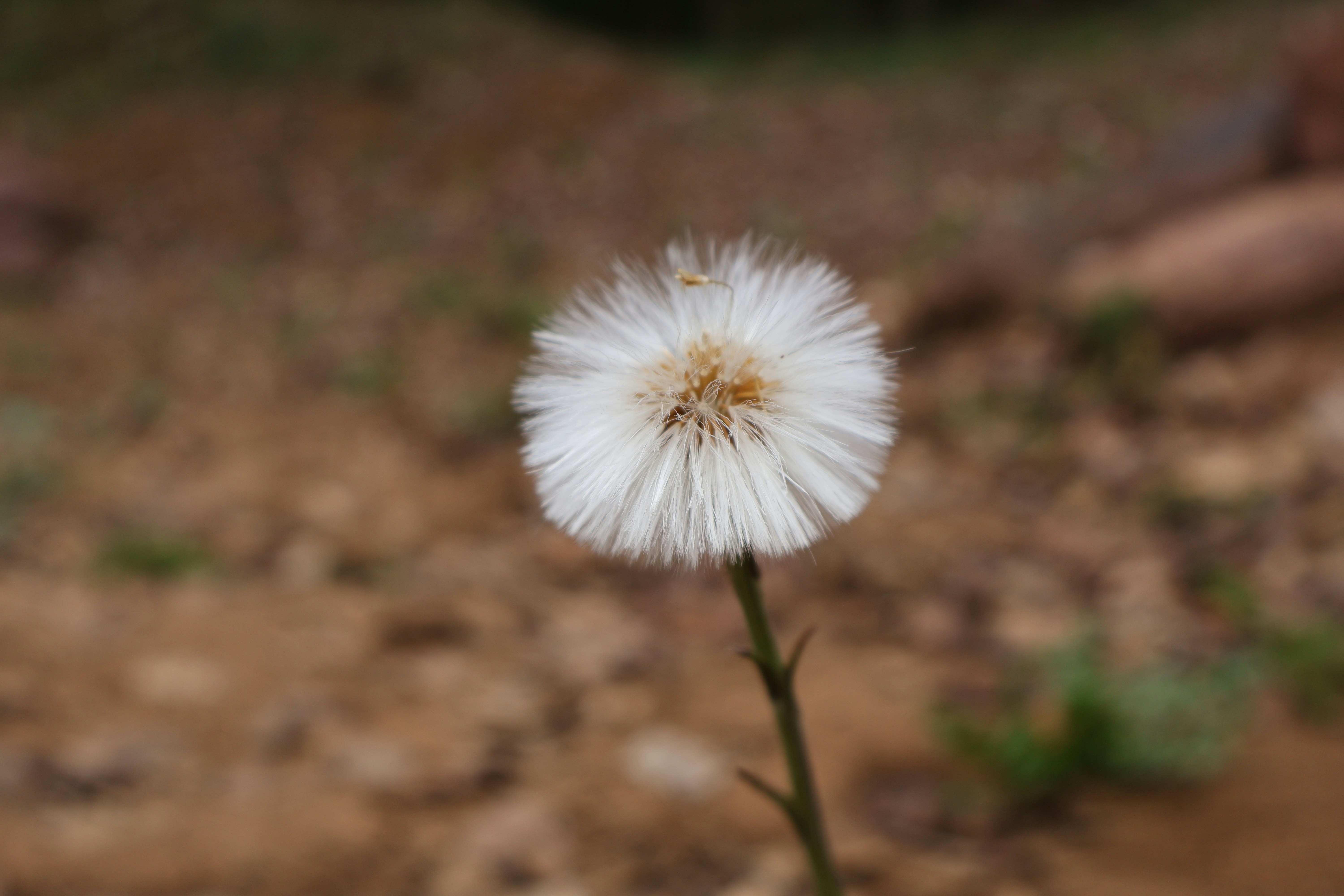 Whispers of Nature: The Delicate Dandelion