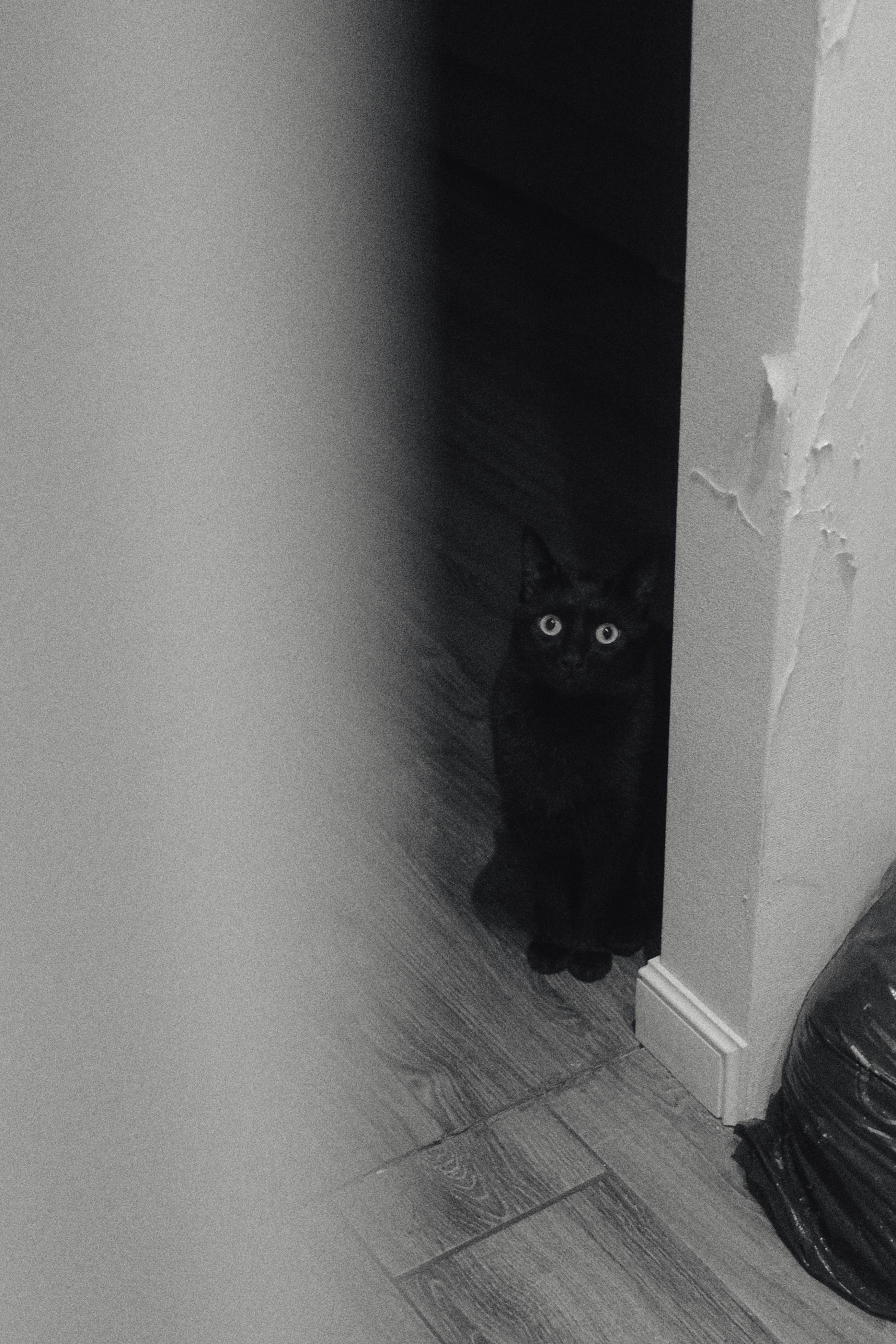 Whispers of the Shadows