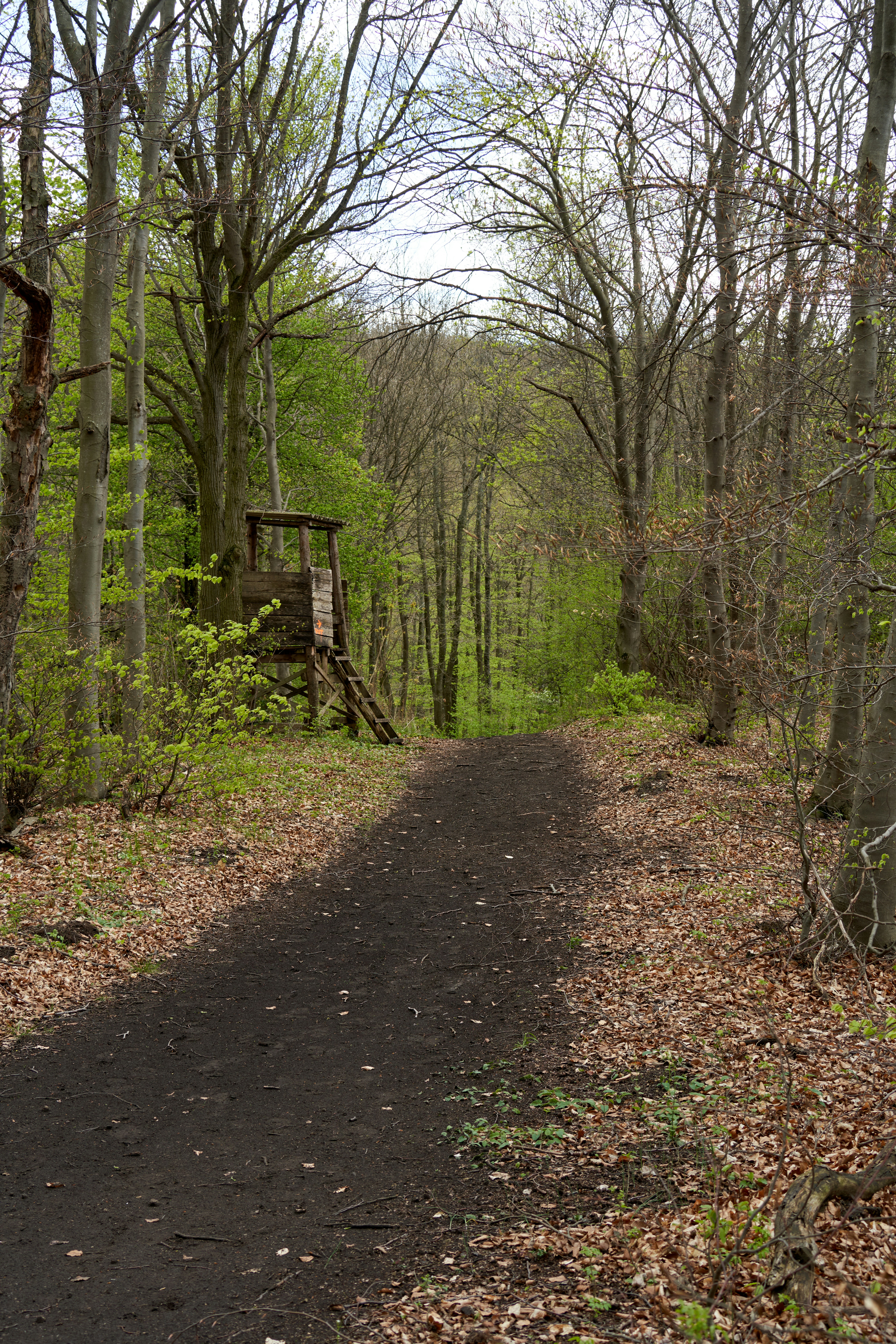 Whispering Trail and the Wooden Lookout
