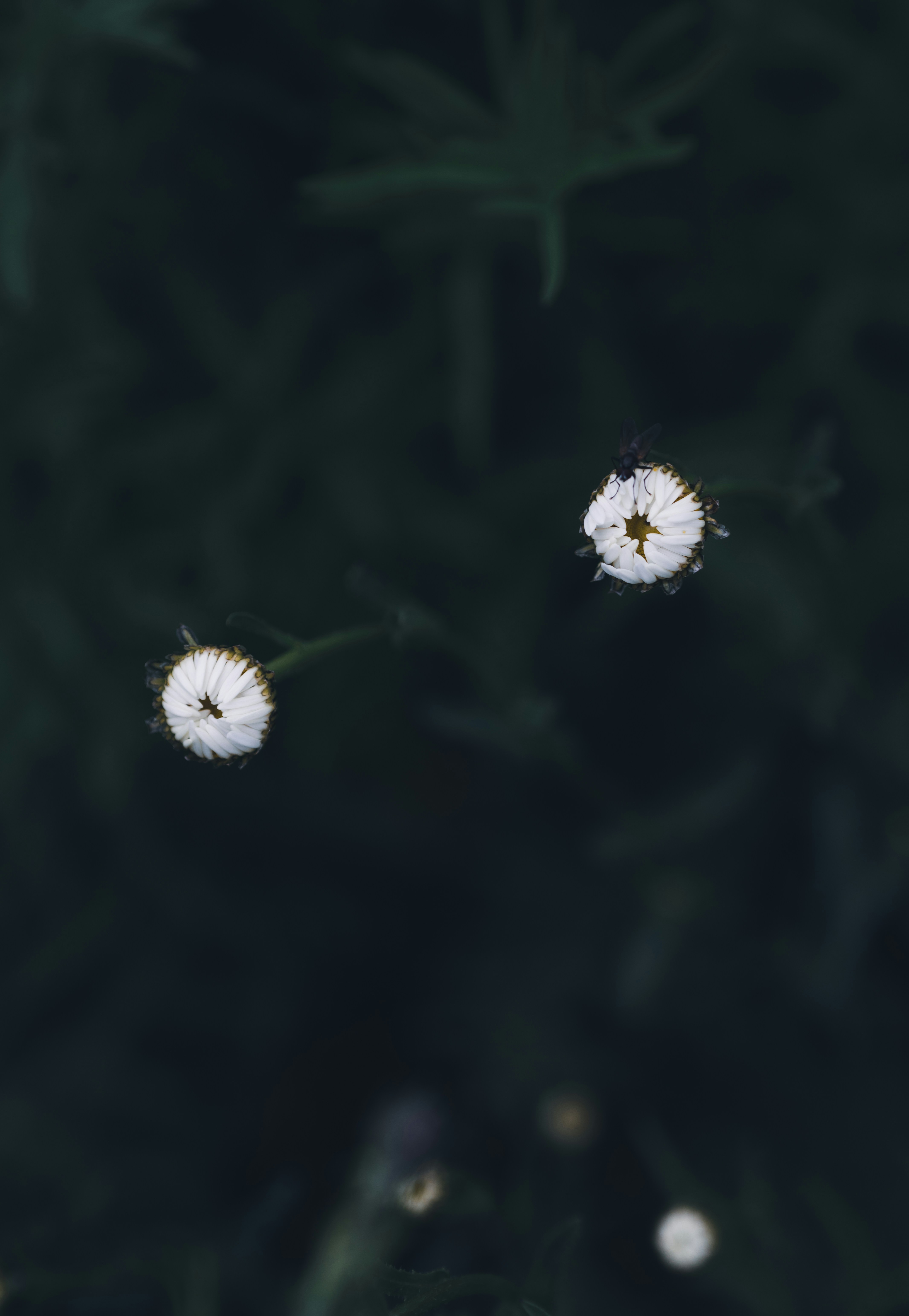 Whispers of Nature: A Floral Duo