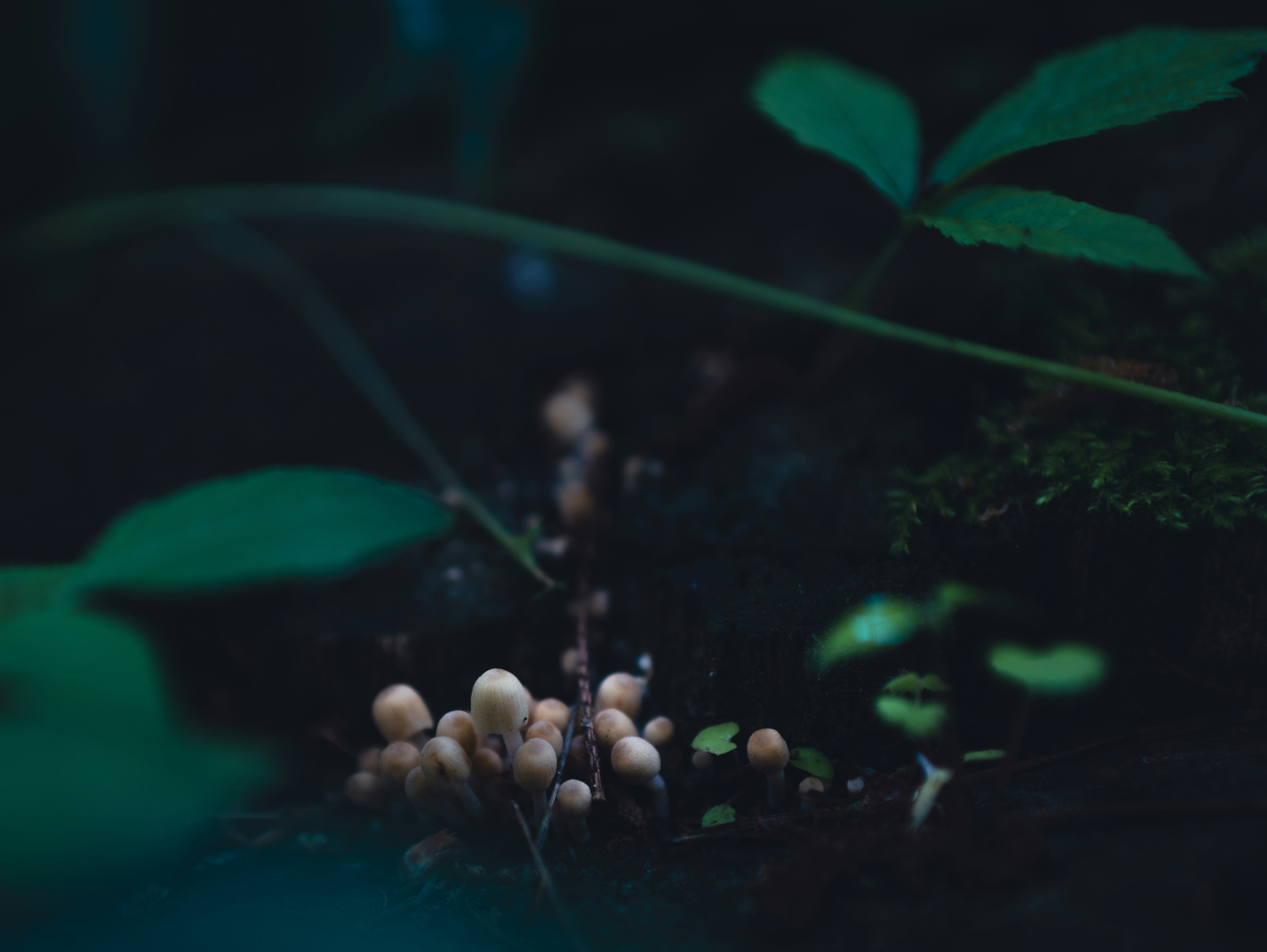 Whispers of the Forest Floor