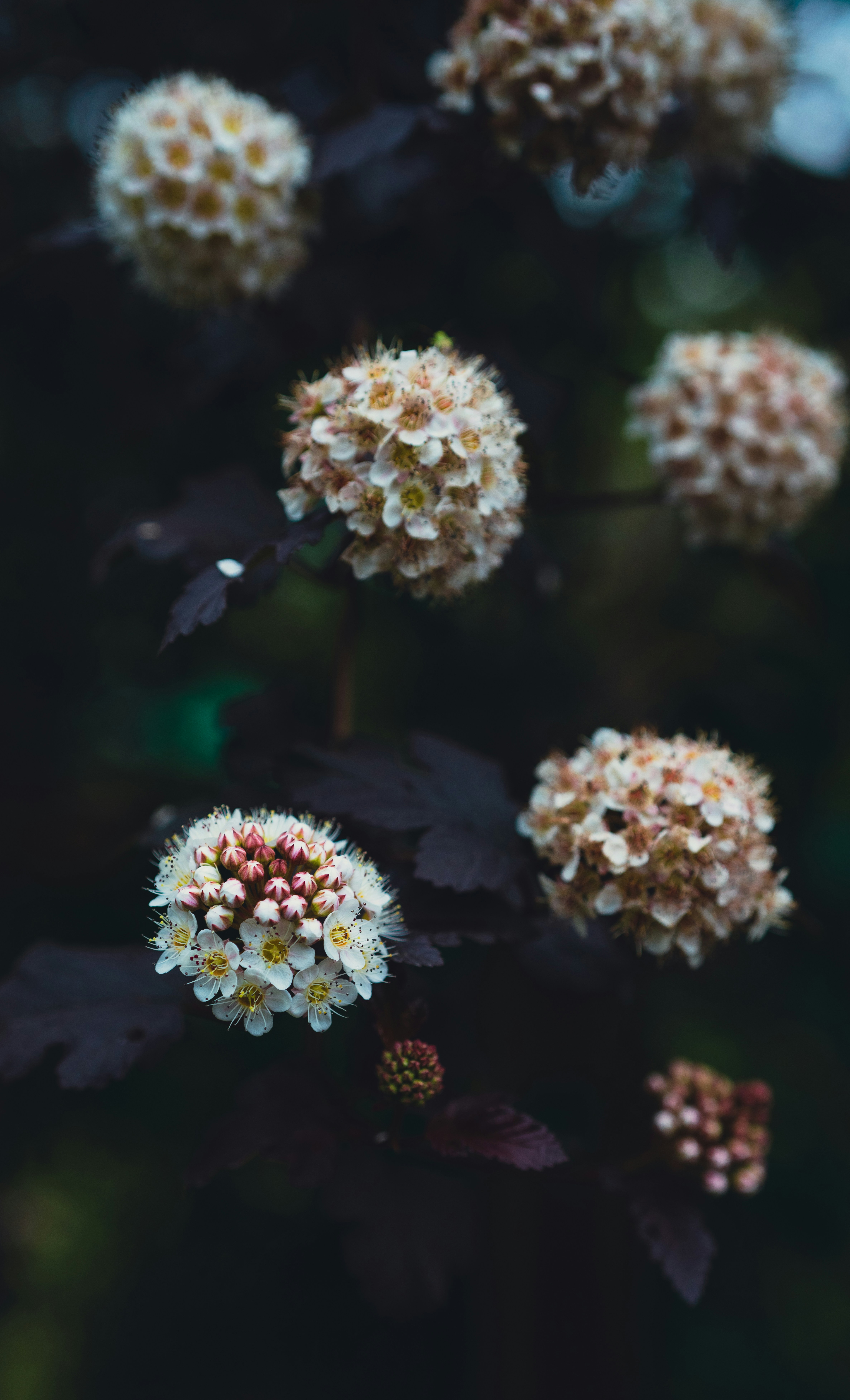Dim Garden Bloom: Close-Up of Cream-Pink Flower Clusters in Shadow