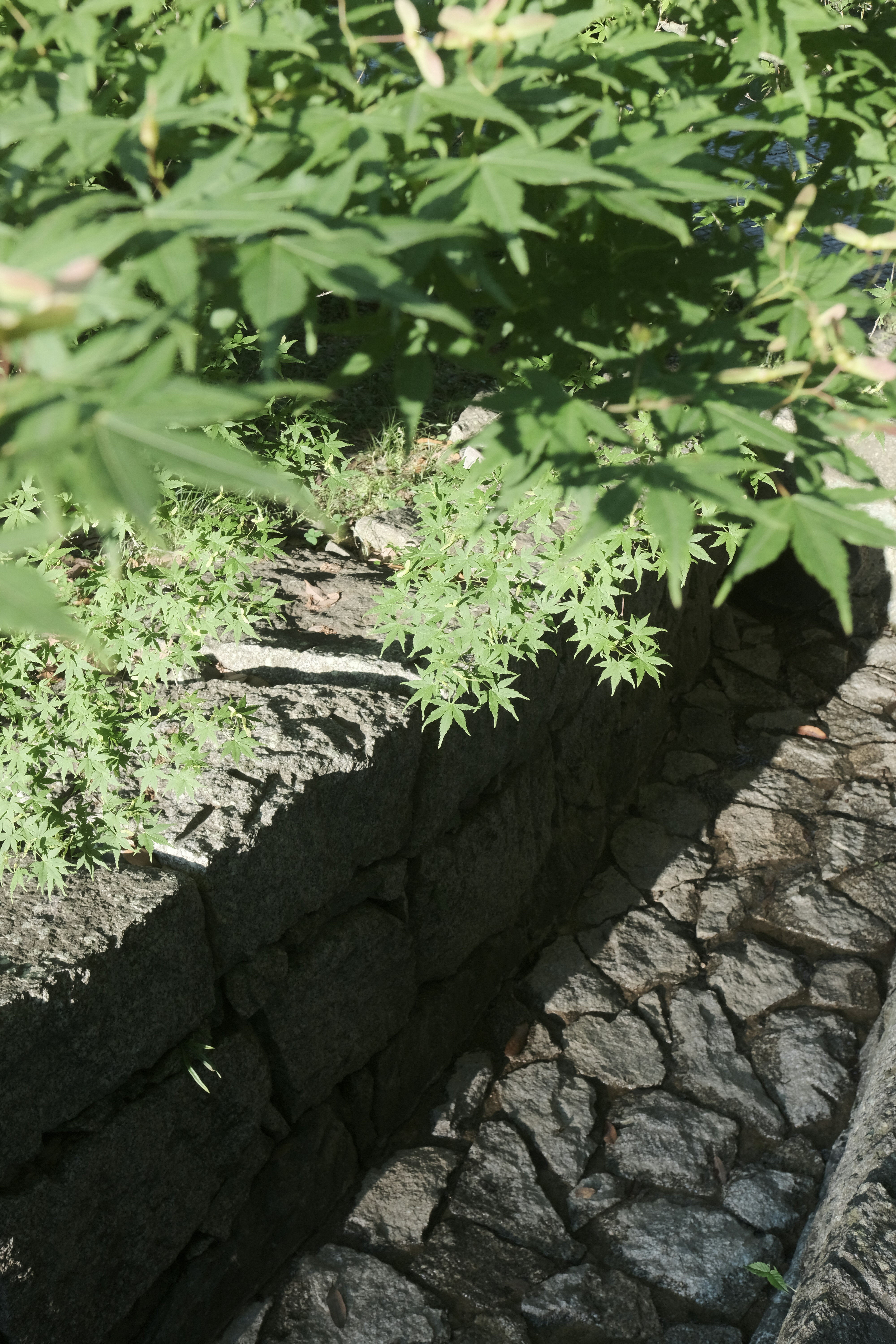 Whispers of Nature: A Hidden Pathway