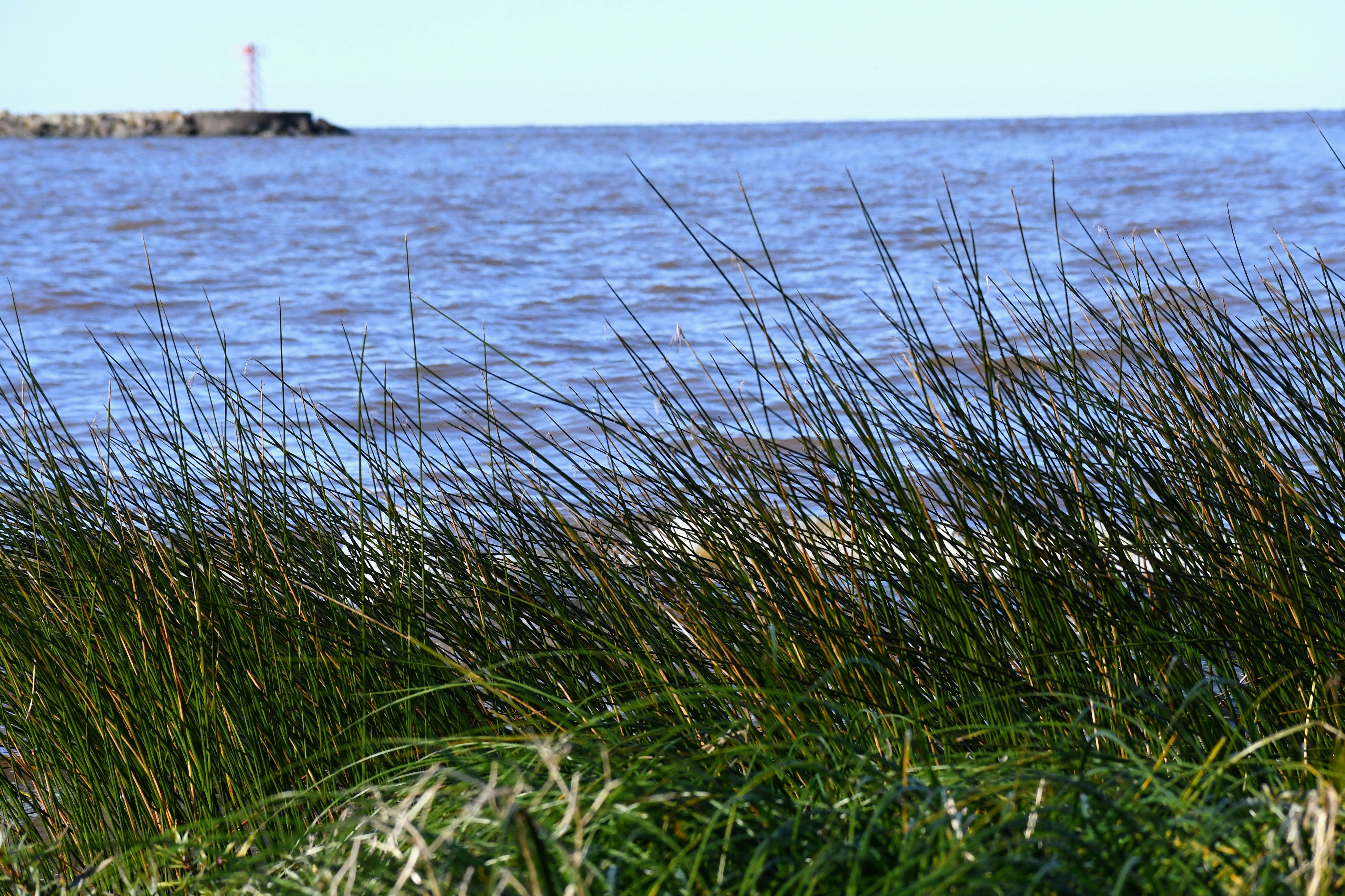 Dune-Grass Framing a Distant Lighthouse over a Quiet Sea