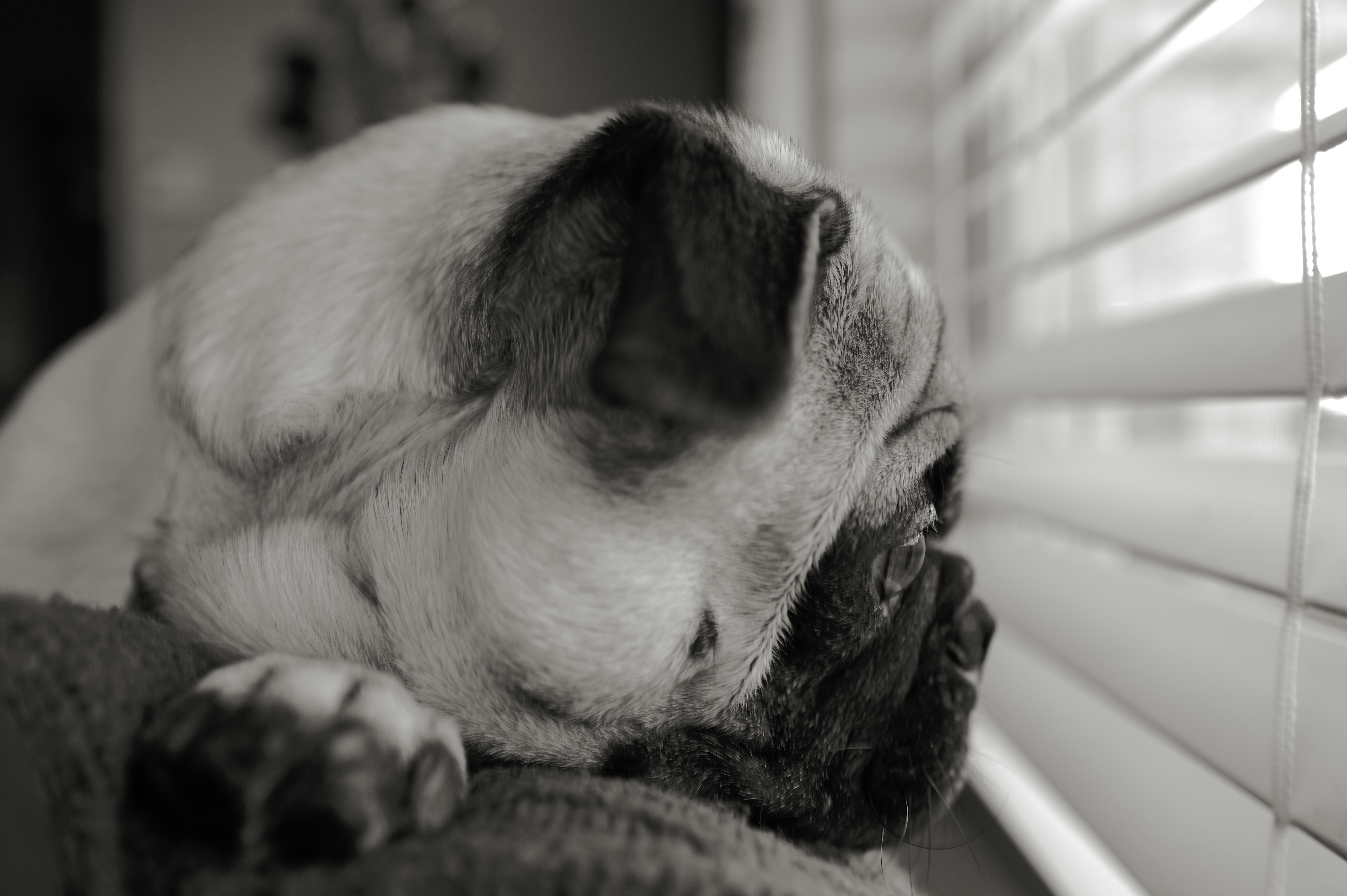A Pug's Contemplation by the Window